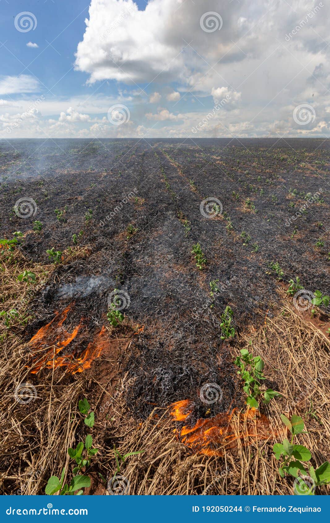 Fire burning on crop field stock photo. Image of grass - 192050244