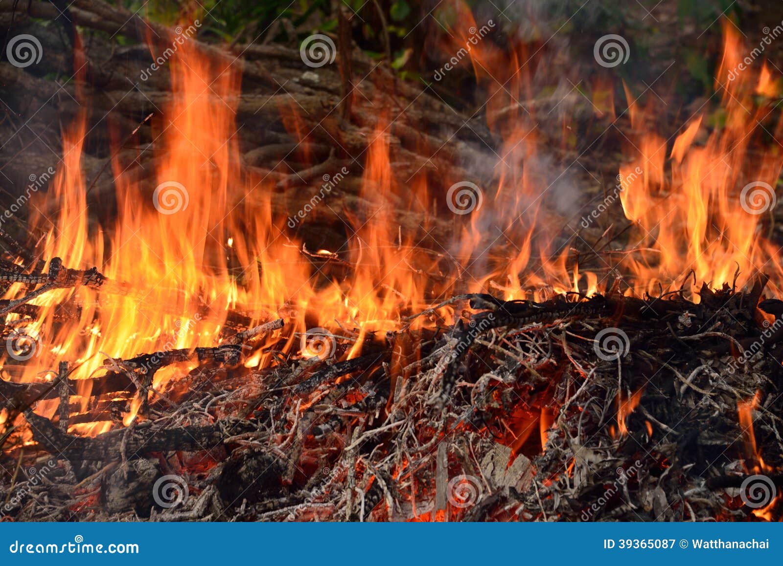 Fire burning dry branch. stock image. Image of orange - 39365087