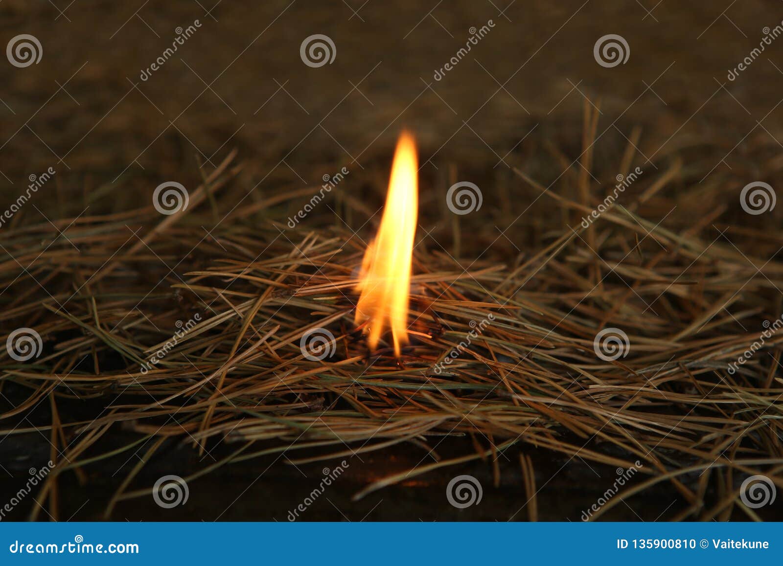 Fire Burning on Dry Pine Needles in Forest. Stock Photo - Image of ...