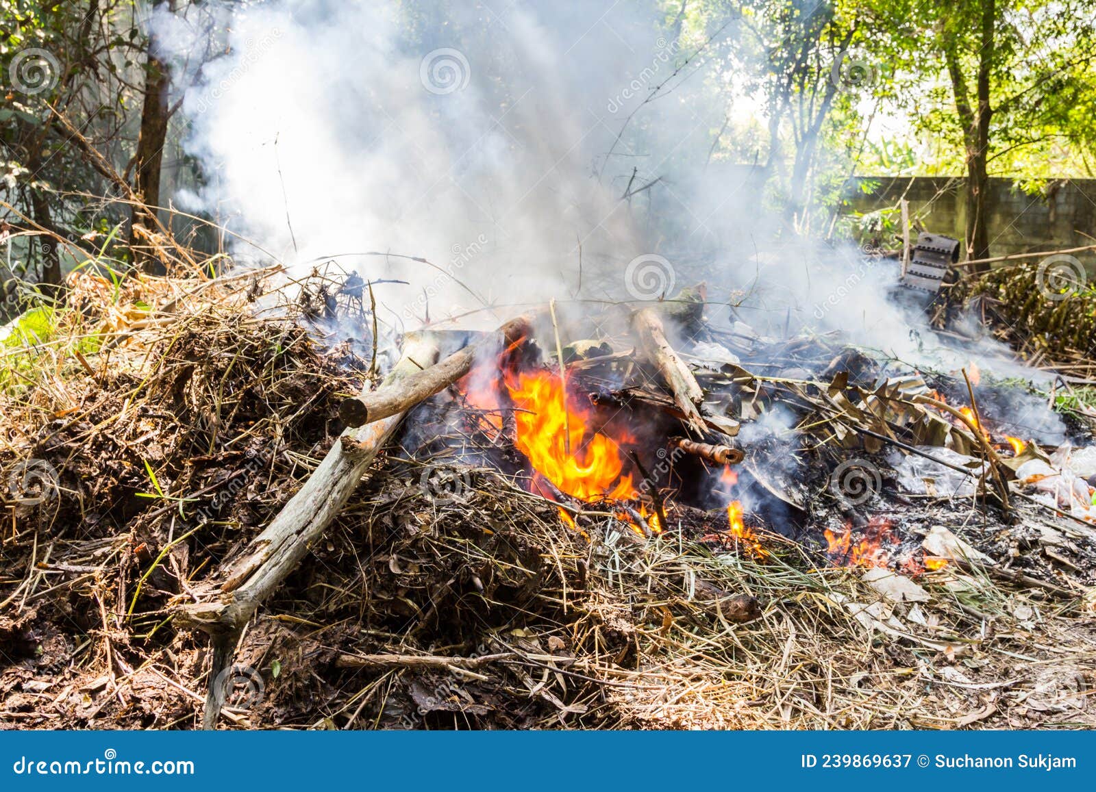 Fire burning dry tree stock image. Image of ignition - 239869637