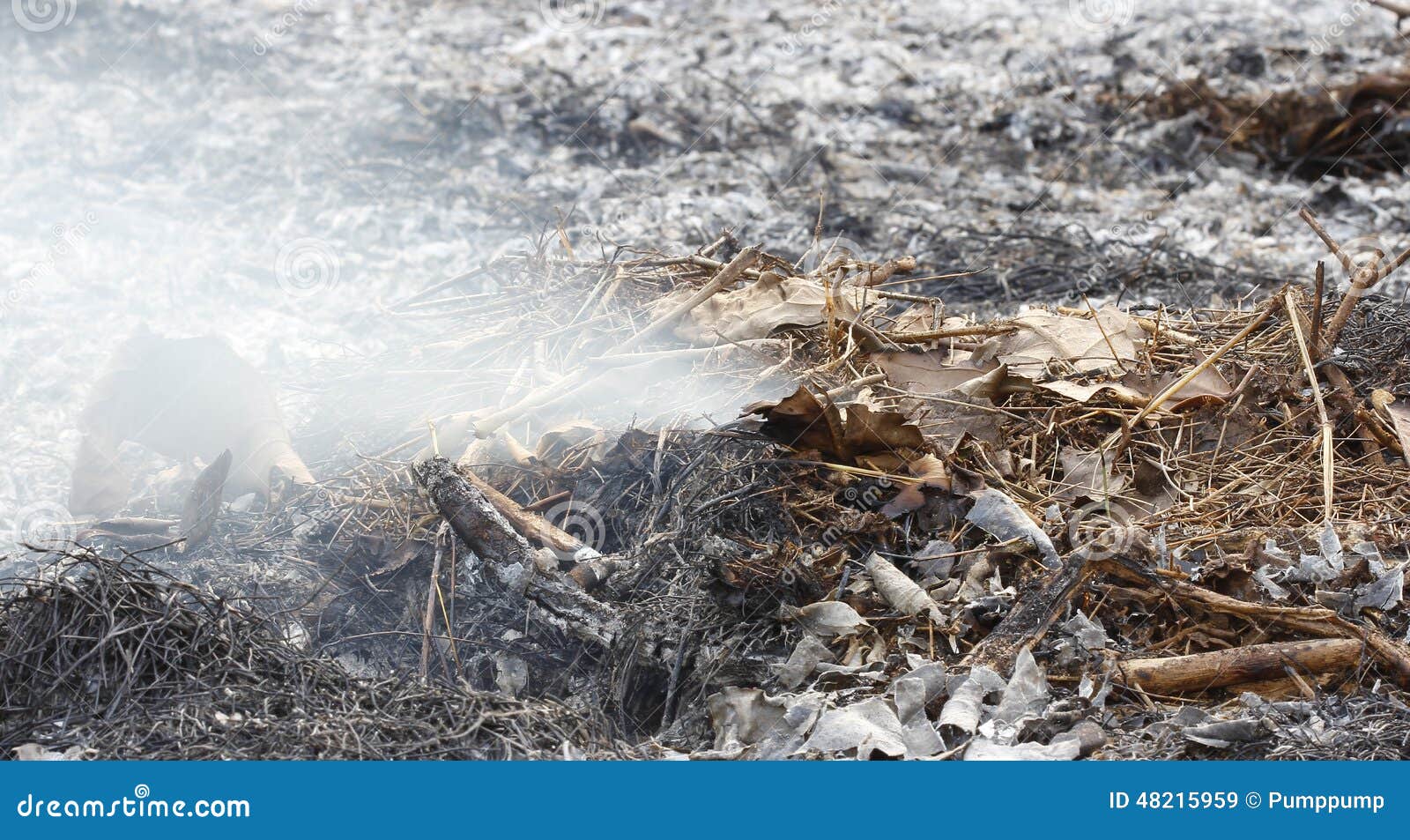 Fire Burning Dry Tree Branches Stock Image - Image of hell, inferno ...