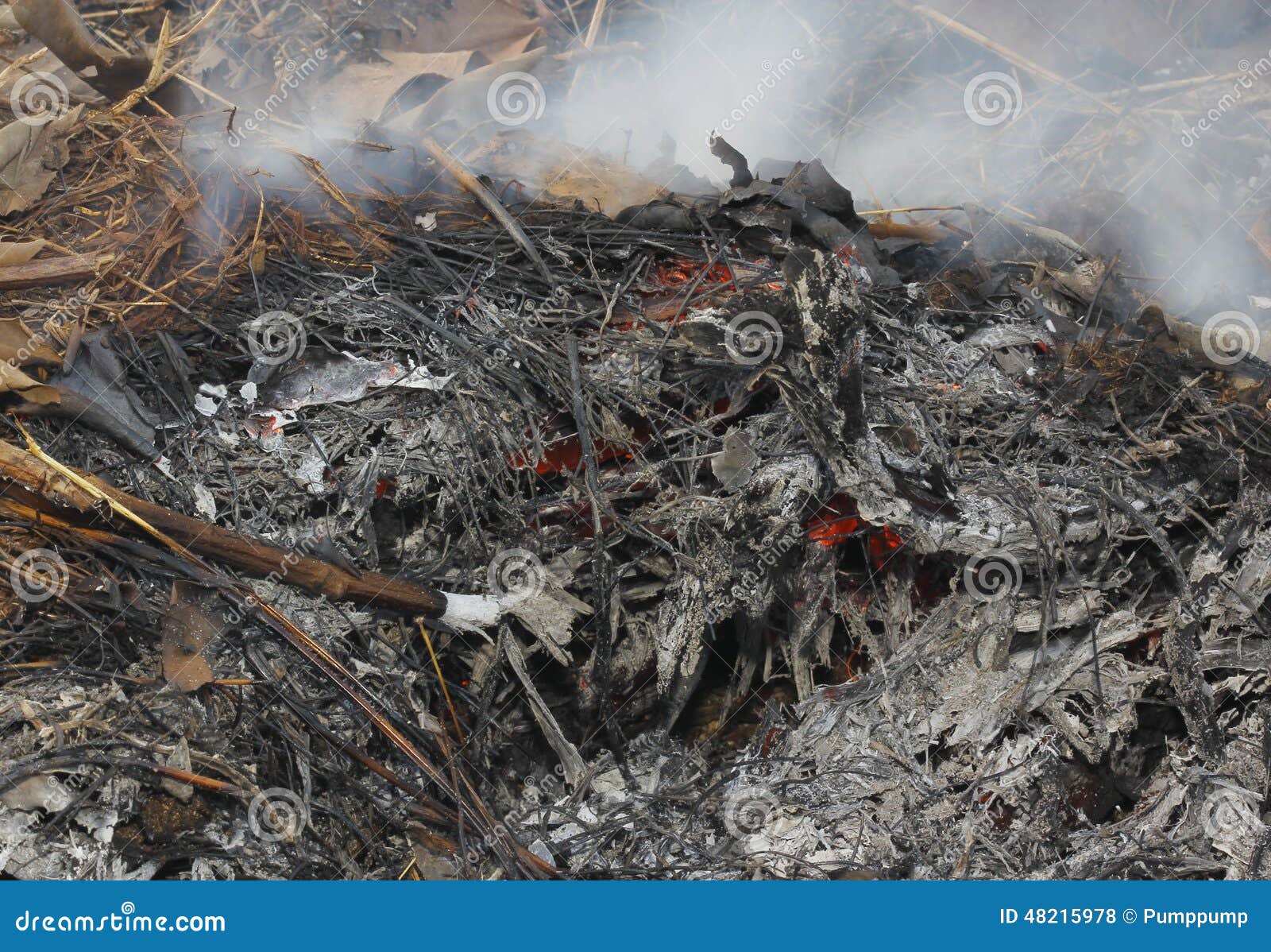 Fire Burning Dry Tree Branches Stock Photo - Image of ecology ...