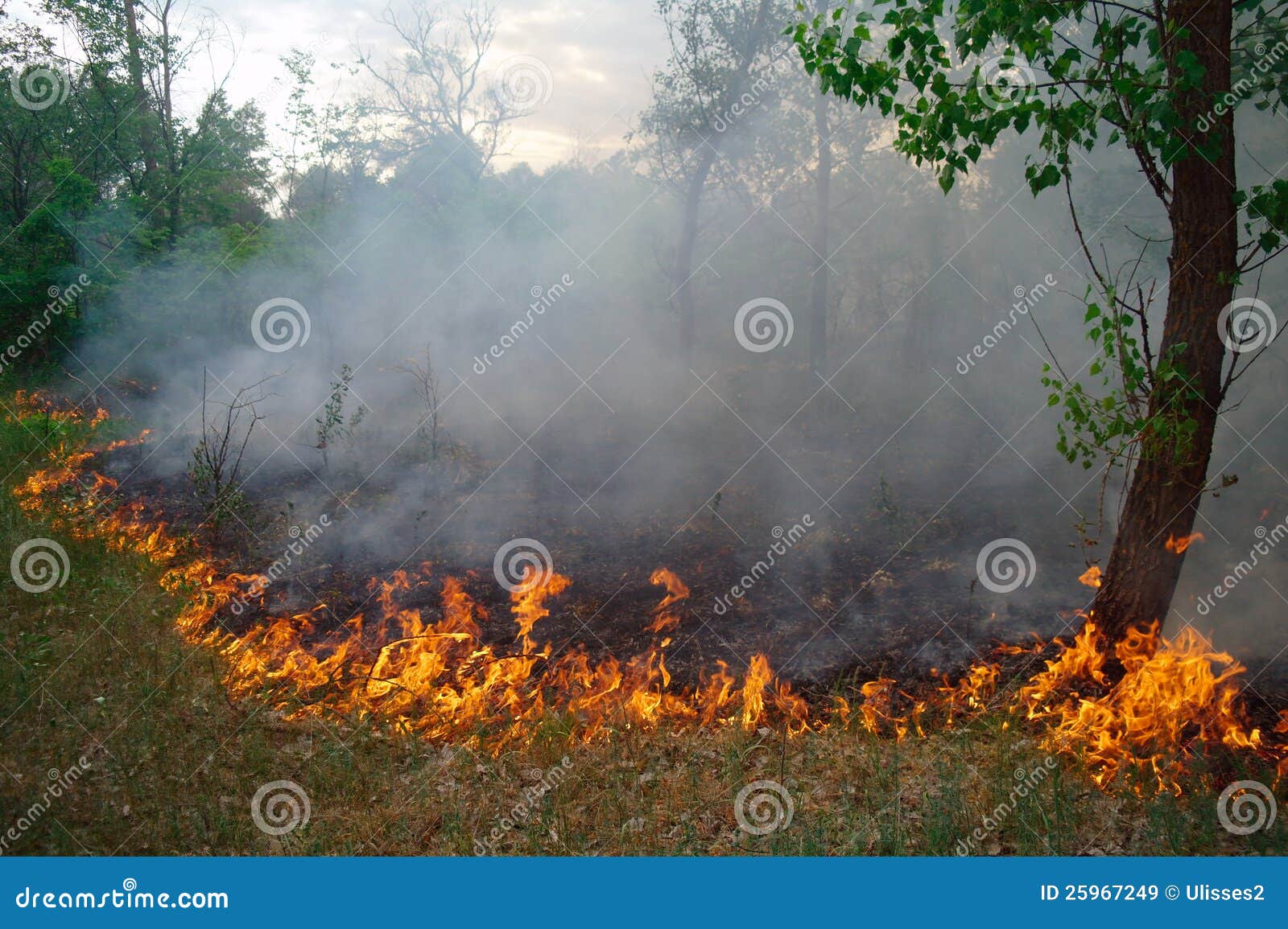 Fire burning in a forest stock image. Image of disaster - 25967249