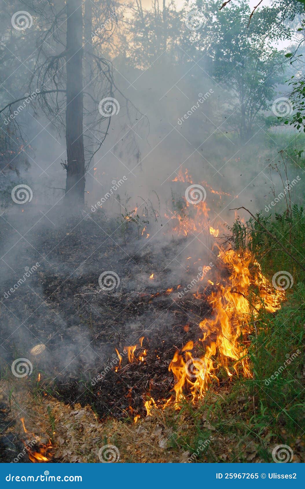 Fire burning in a forest stock image. Image of destruction - 25967265