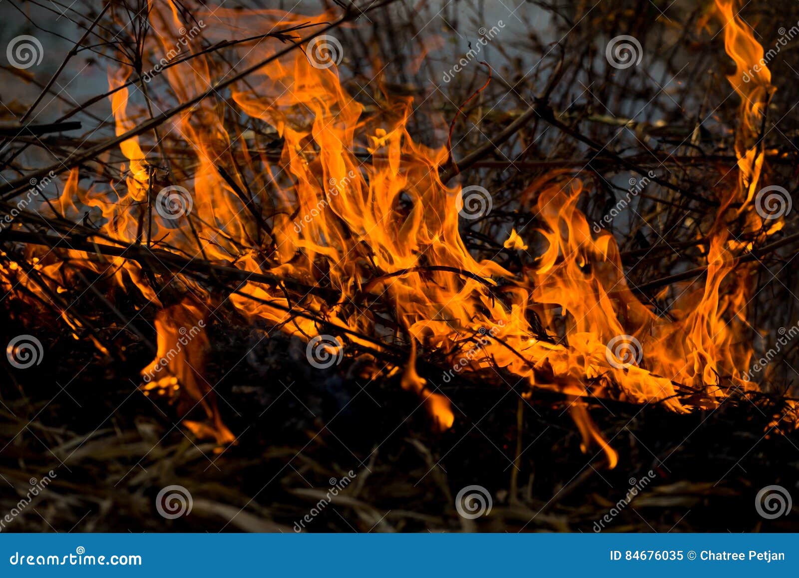 Fire, Burning Grass and Small Trees. Stock Image - Image of behavior ...