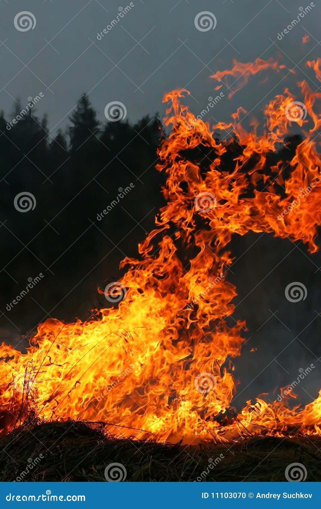 Fire. Burning Grass in Spring Stock Photo - Image of destruction, fire ...