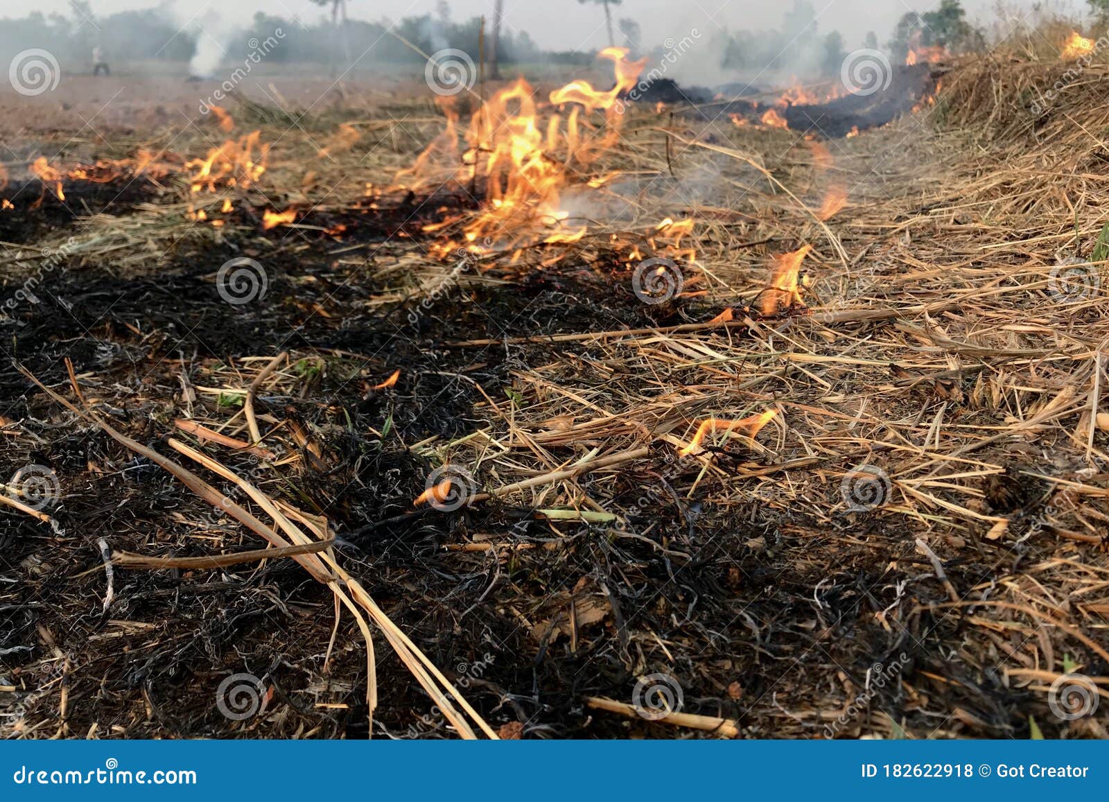 Fire is Burning Hay in the Dry Season Stock Photo - Image of disaster ...