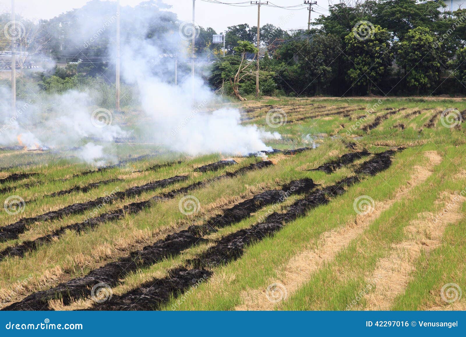 Ash From Burning Rice Fields.rice Field Was Burned After Harvest ...