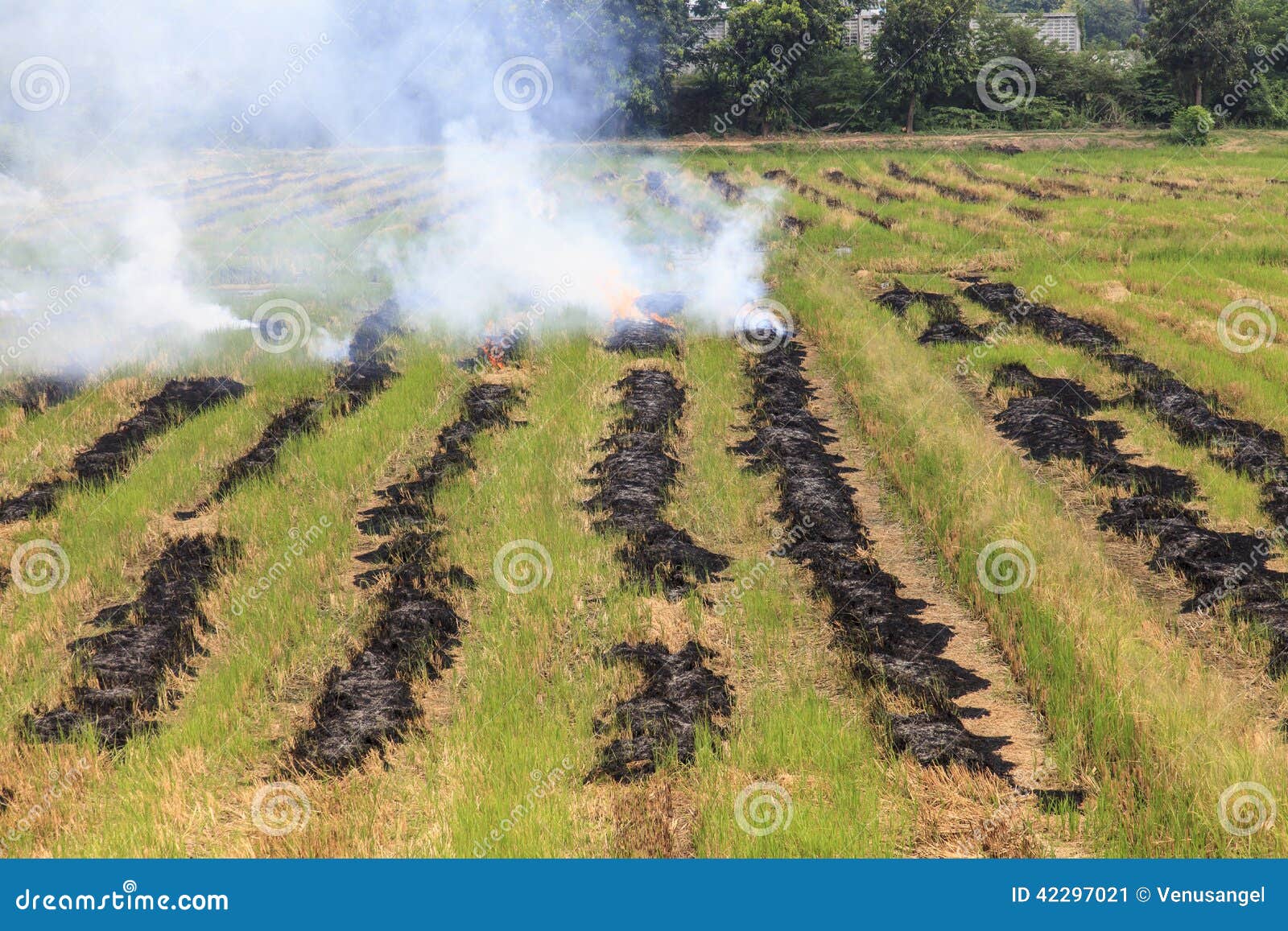 Rice Straw Soil Mulching To Prevent Weed Germinate And Keep Moisture ...
