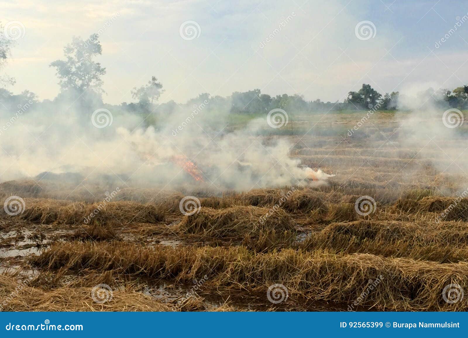Fire Burning Rice Stubble Cultivation. Stock Image - Image of pollution ...