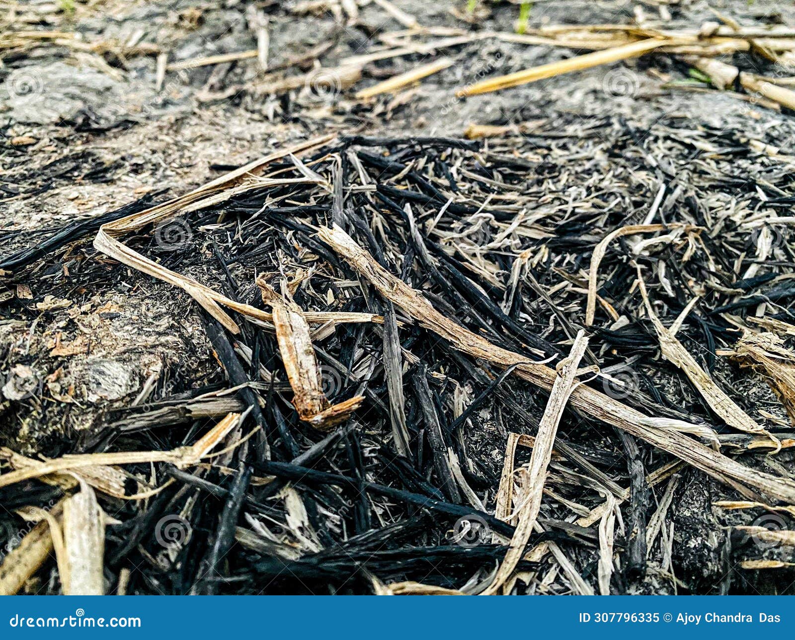 Fire Burning Stack Rice. stock image. Image of burning - 307796335