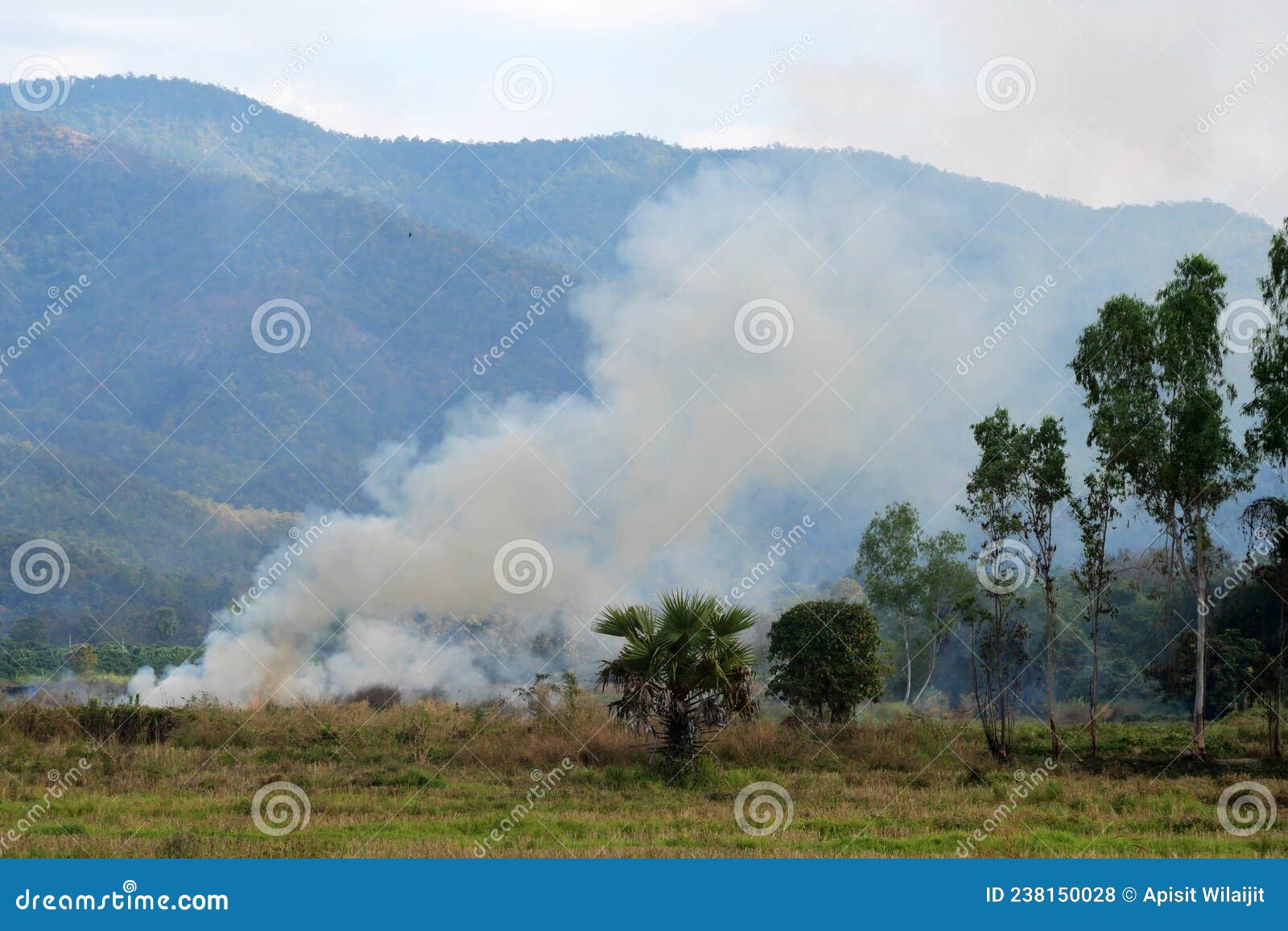 Fire Burning Straw after Harvest in Rice Field. Stock Photo - Image of ...