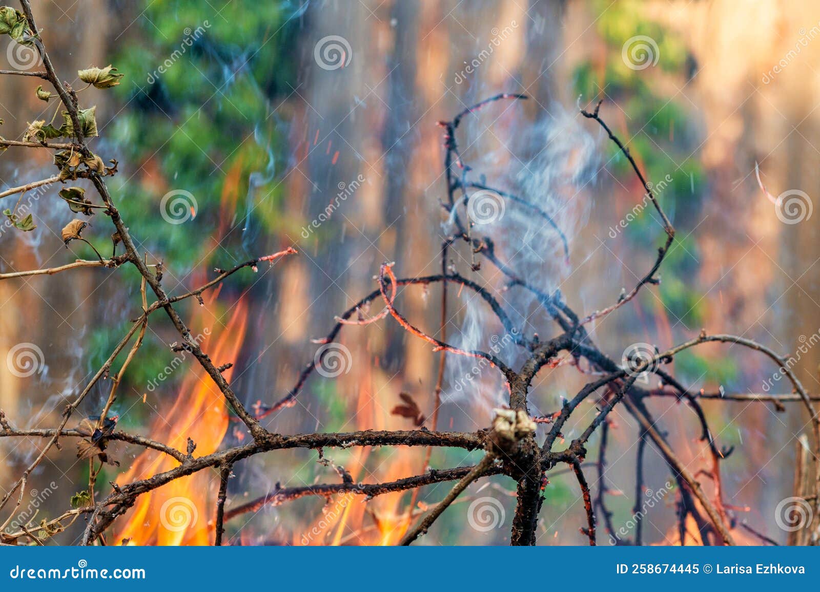 The Fire Burns the Branches of the Plant Stock Image - Image of ...