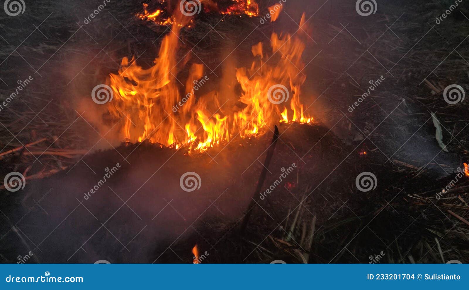 The Fire Burns after Burning Agricultural Waste Stock Photo - Image of ...