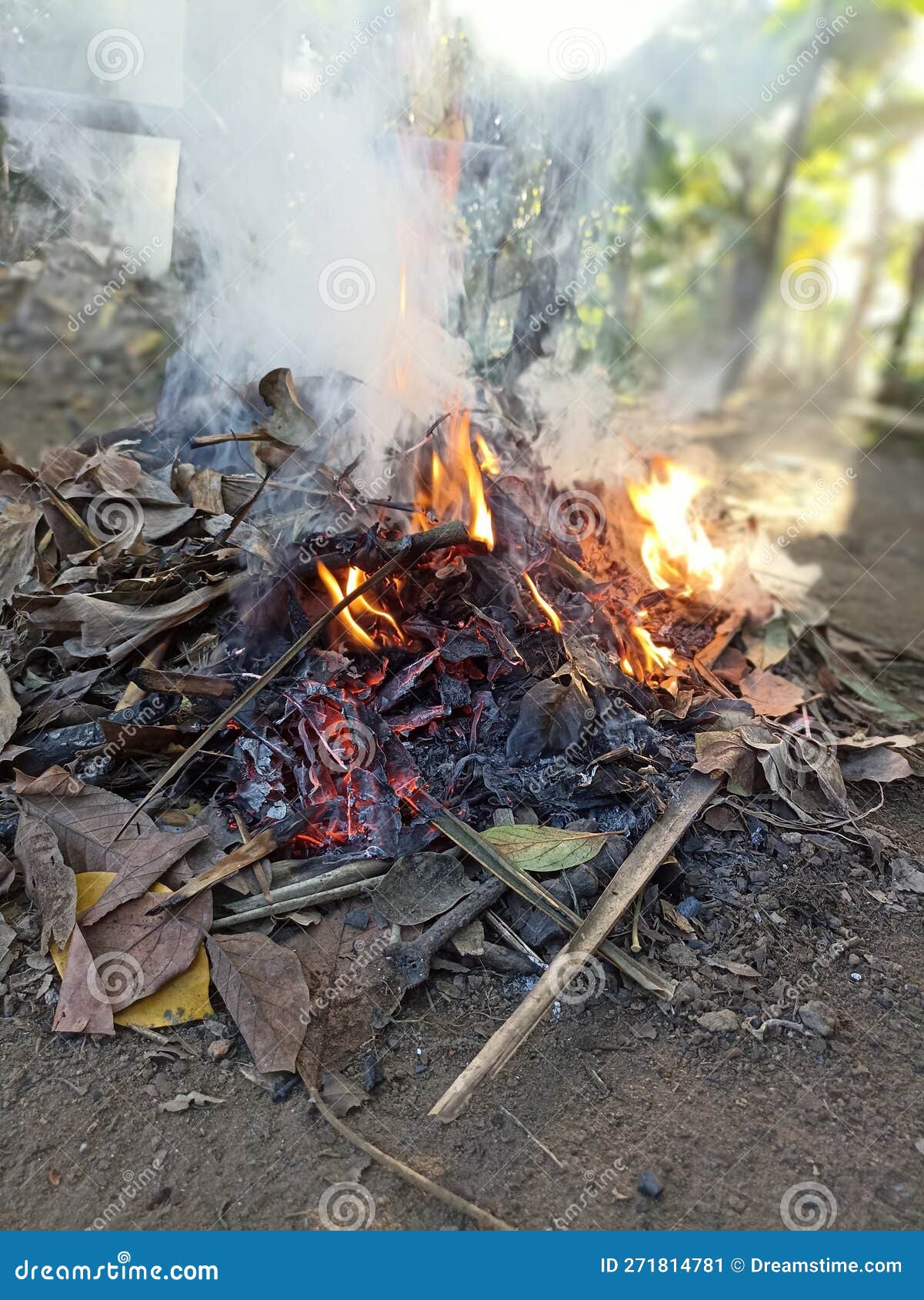 The Fire Burns the Leaf Litter Stock Image - Image of litter, asphalt ...