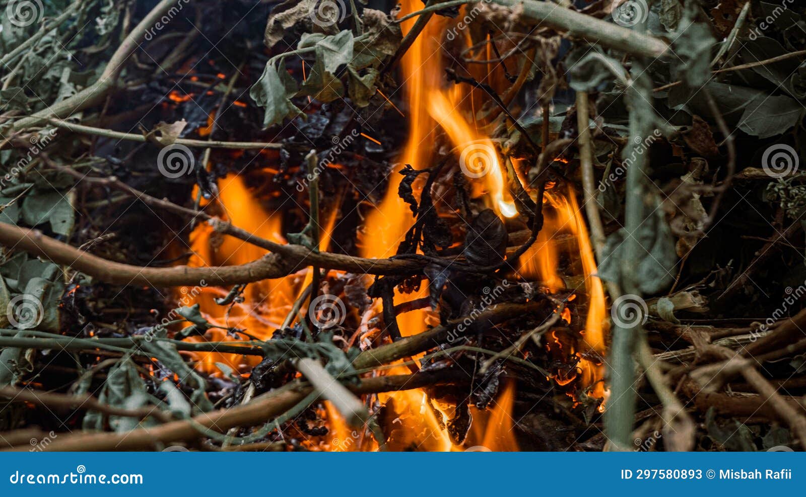 A Fire that Burns Small Tree Branches Stock Image - Image of dusk, burn ...