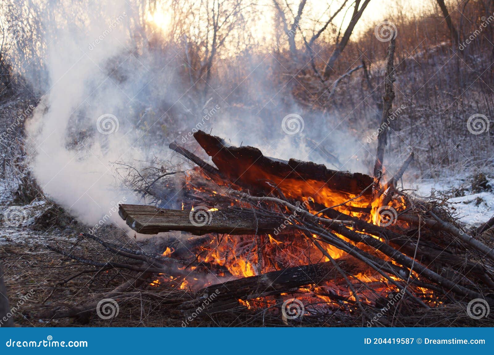 Bonfire in the Forest at Sunset Stock Image - Image of plant ...