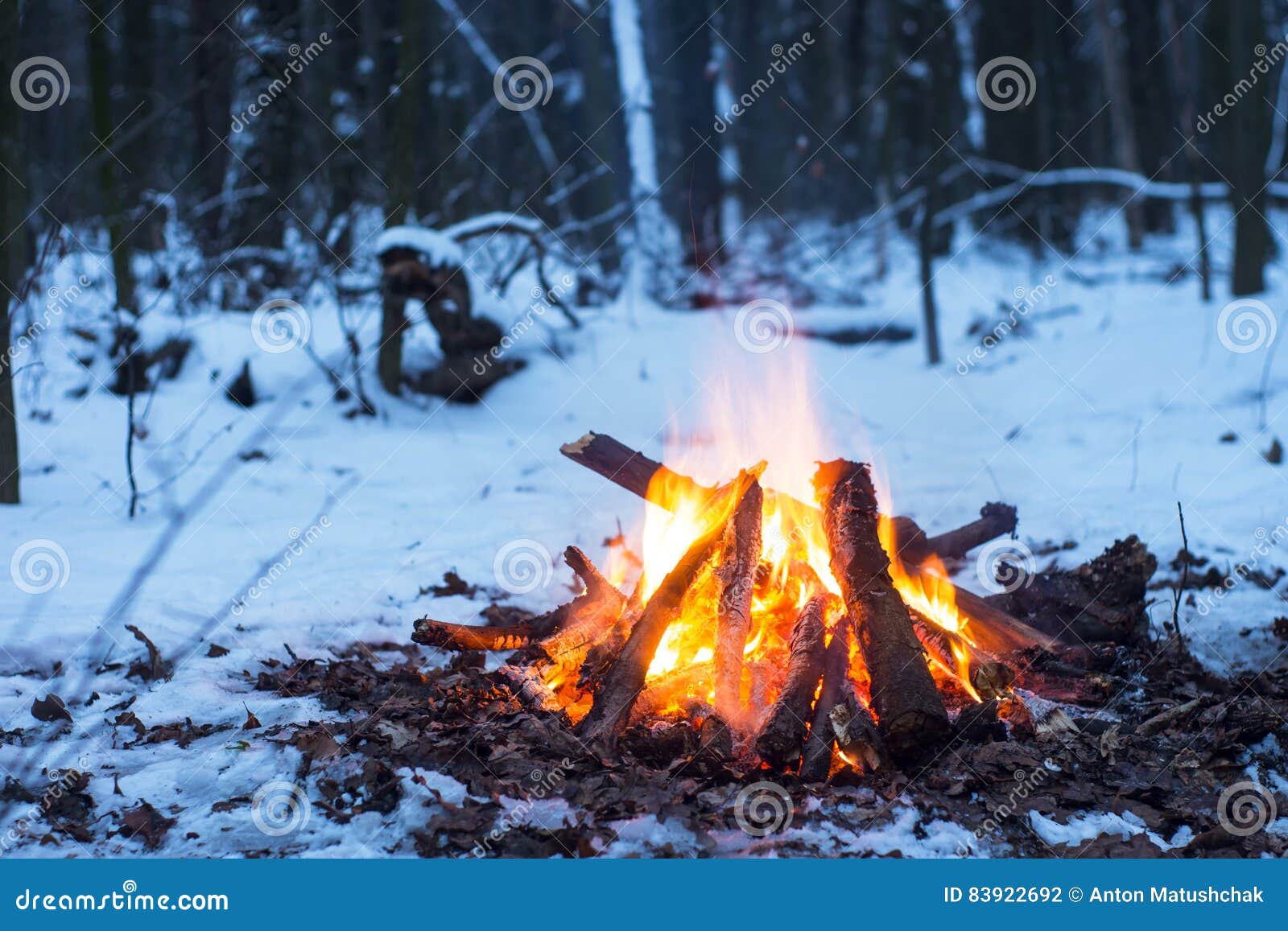 Fire Burns in the Snow in the Woods, on a Background of Snow Covered ...