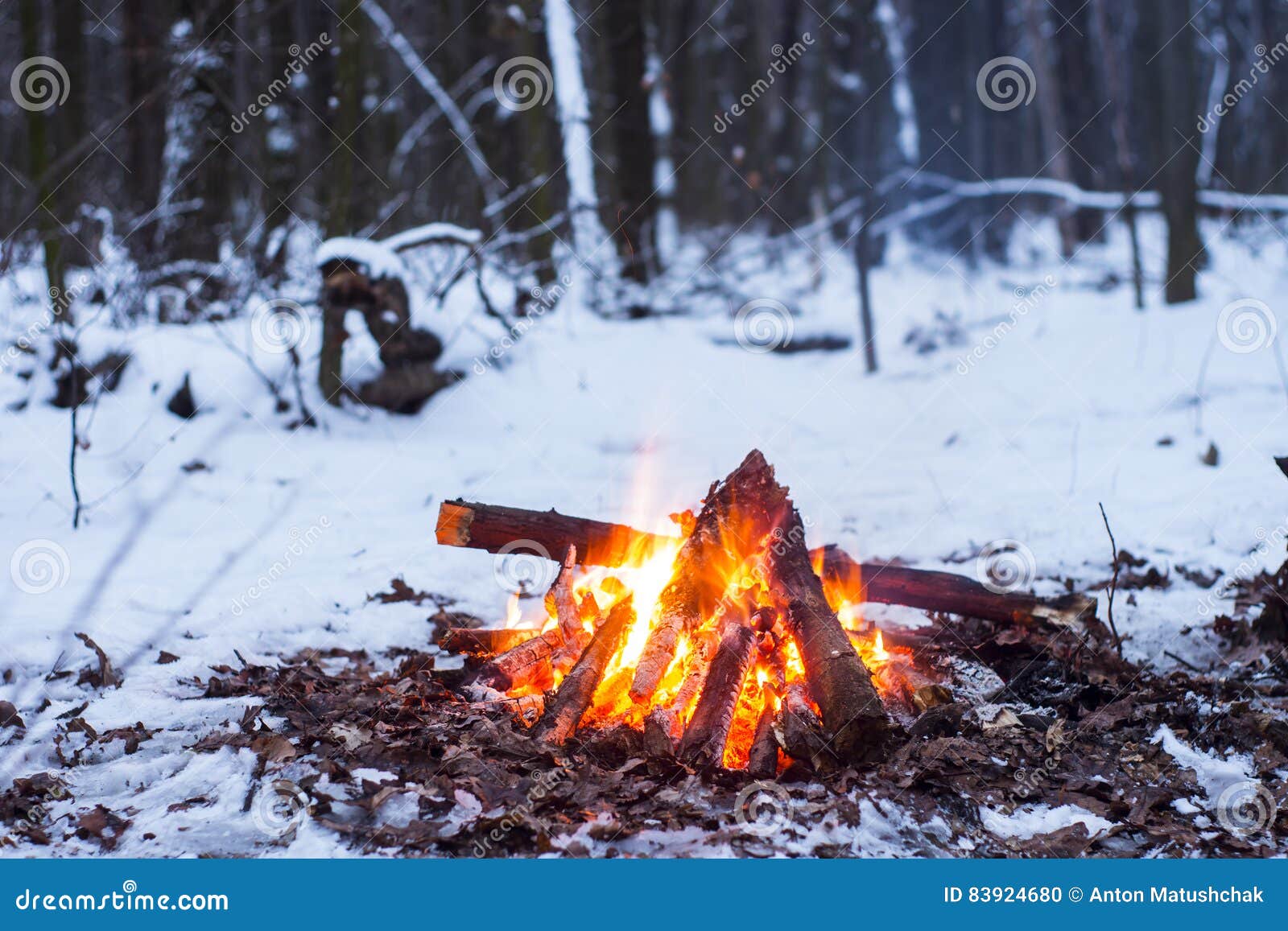 Fire Burns in the Snow in the Woods, on a Background of Snow Covered ...