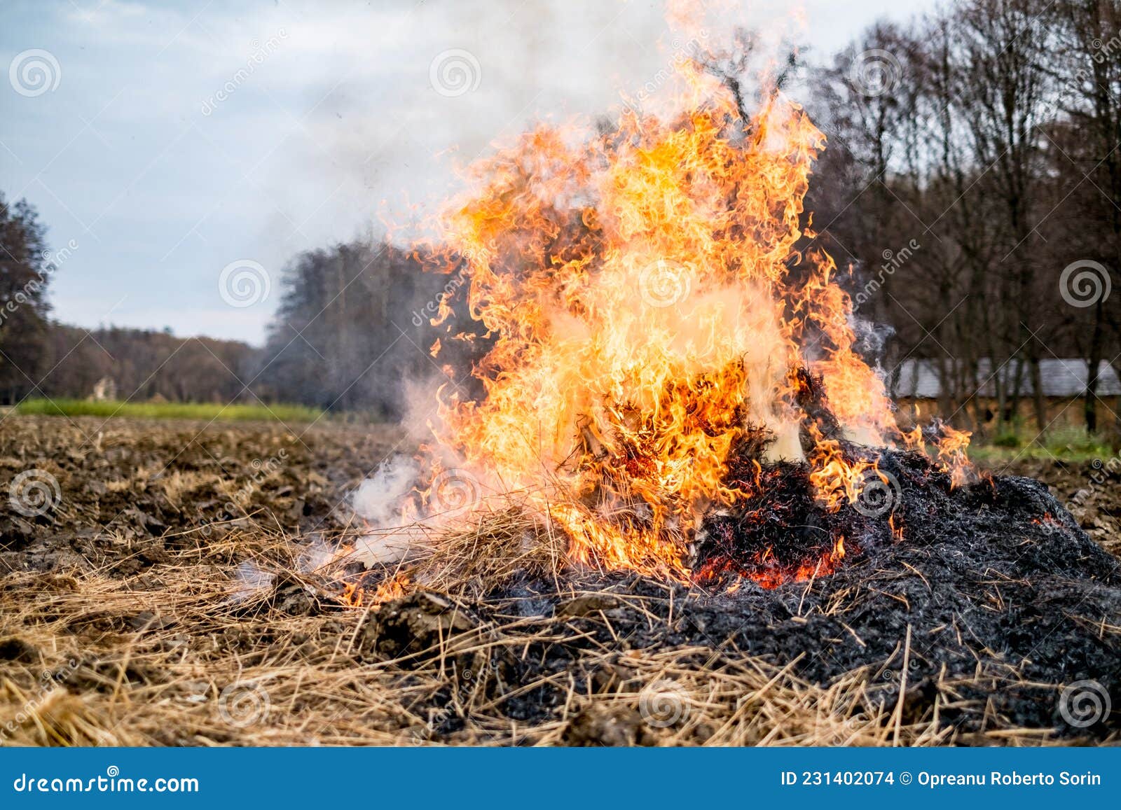 Fire Burns Straw Field after Harvest Stock Photo - Image of fire ...