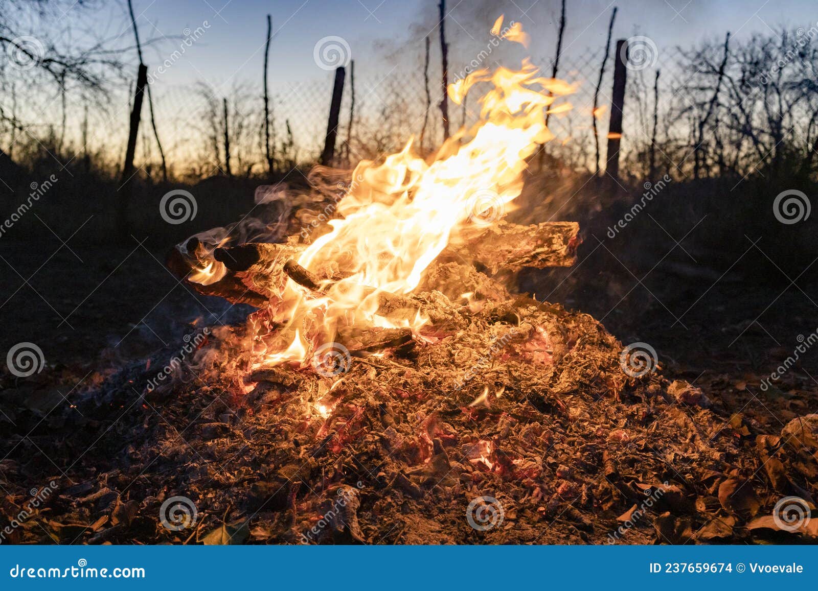 Fire Burns on Wood Logs on Hot Cinder in Dusk Stock Photo - Image of ...