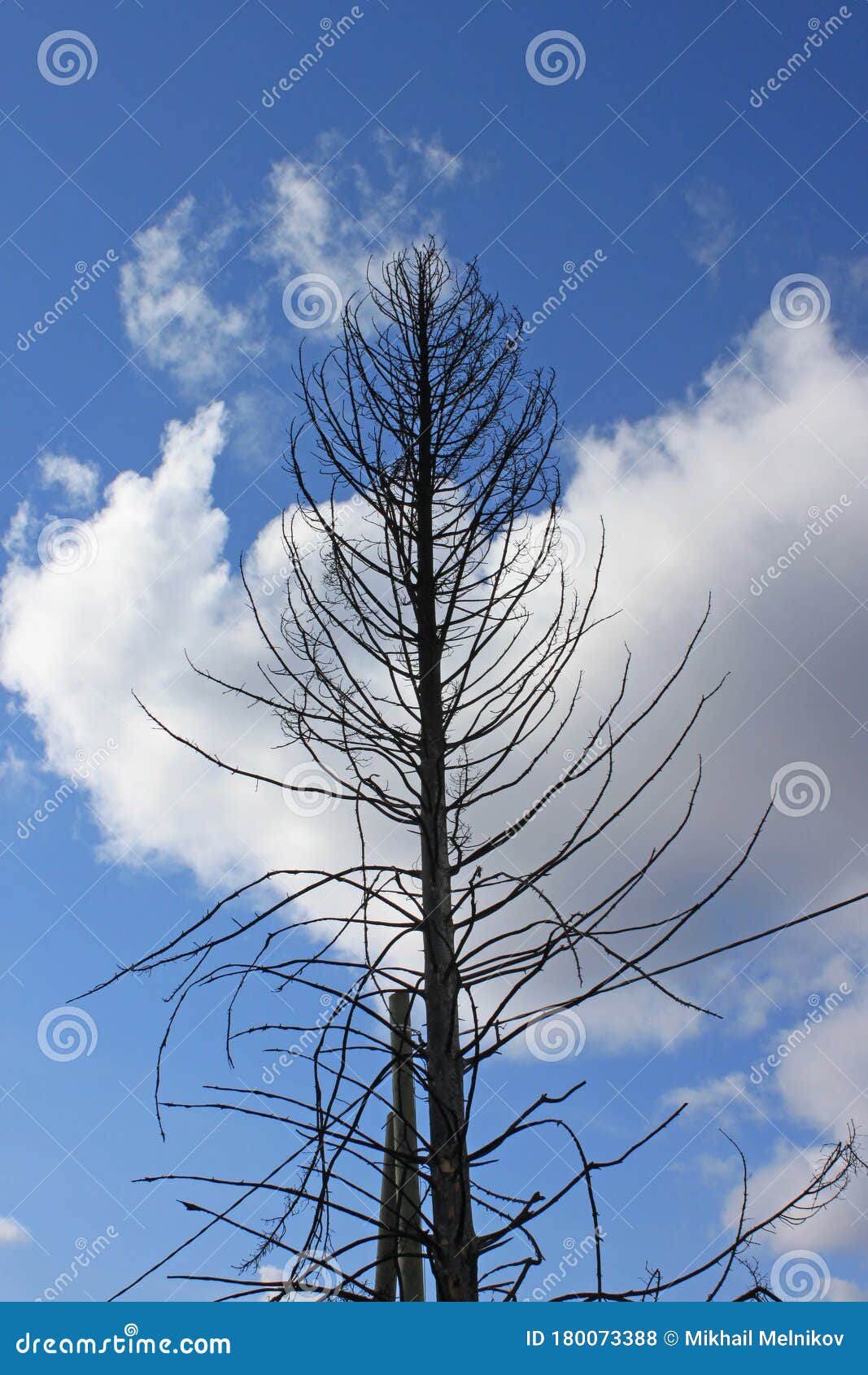 After Fire - Burnt Pine Tree Against Blue Sky. Black Stock Photo ...