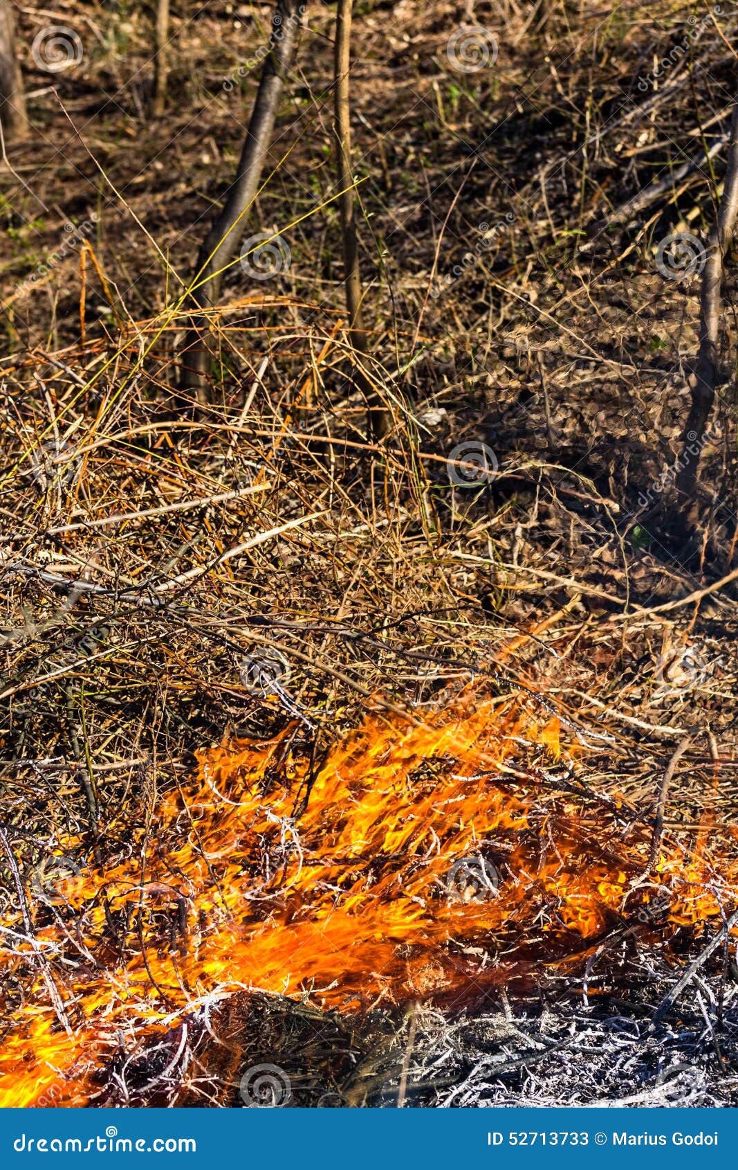 Fire in the bushes stock image. Image of fire, bushes - 52713733