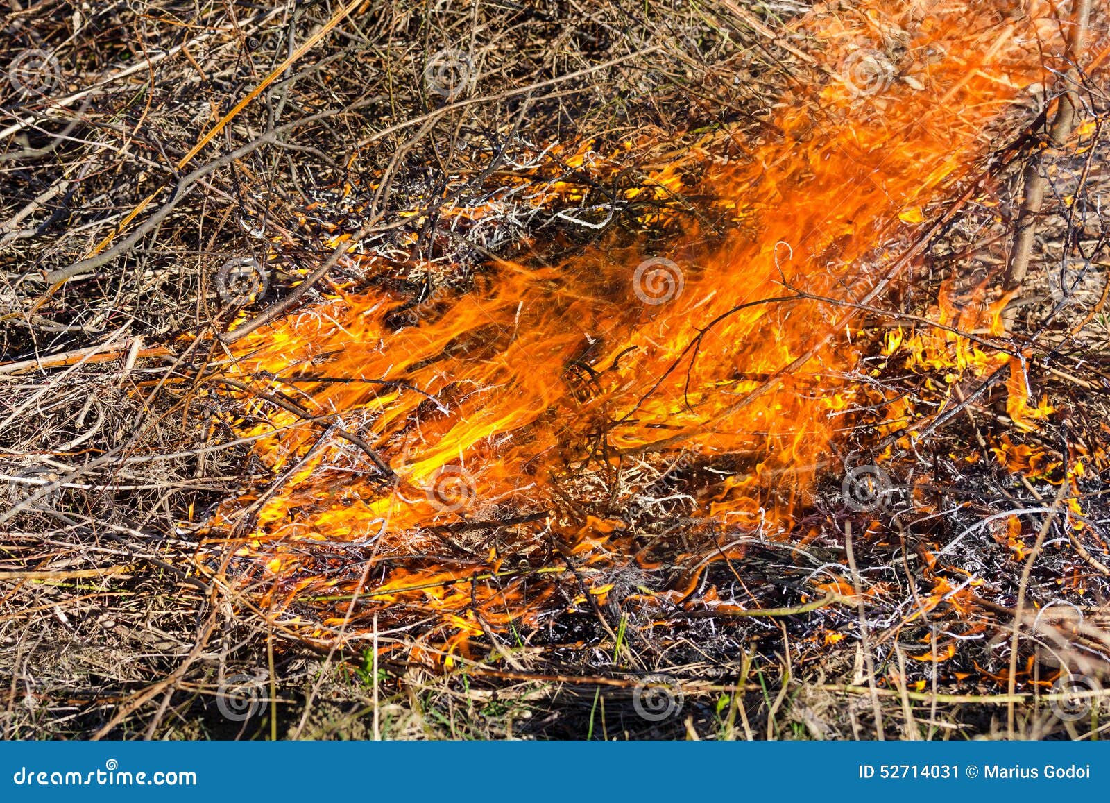Fire in the bushes stock image. Image of trees, fast - 52714031