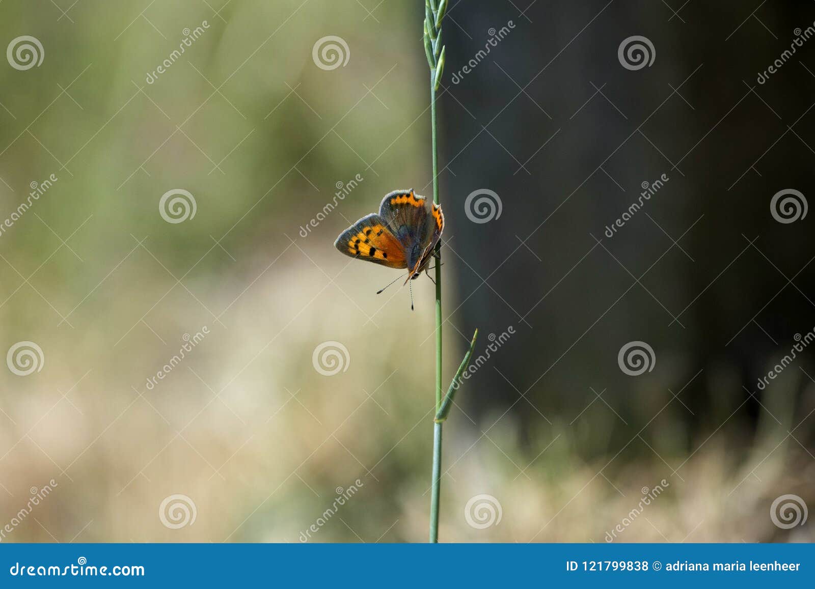 Fire Butterfly Stock Photos - Download 798 Royalty Free Photos
