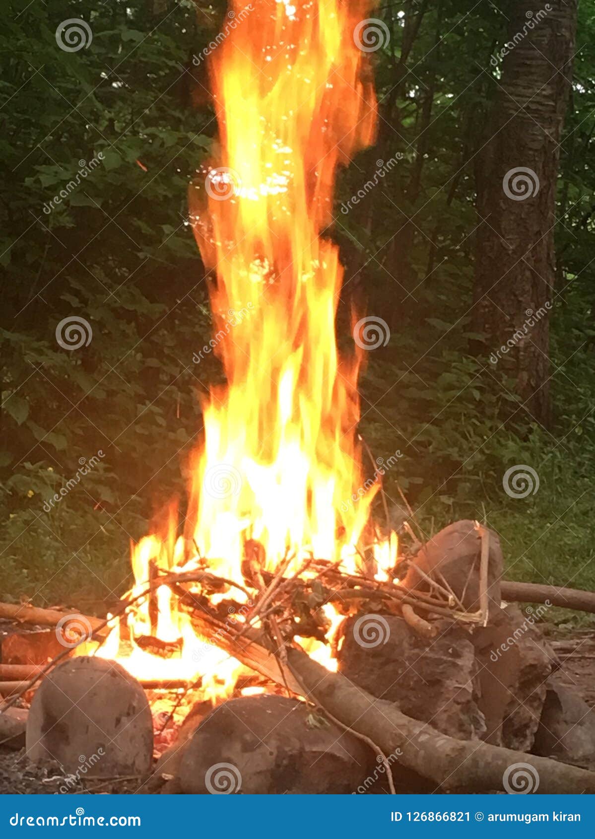 Fire camp stock image. Image of fire, trees, camp, forest - 126866821