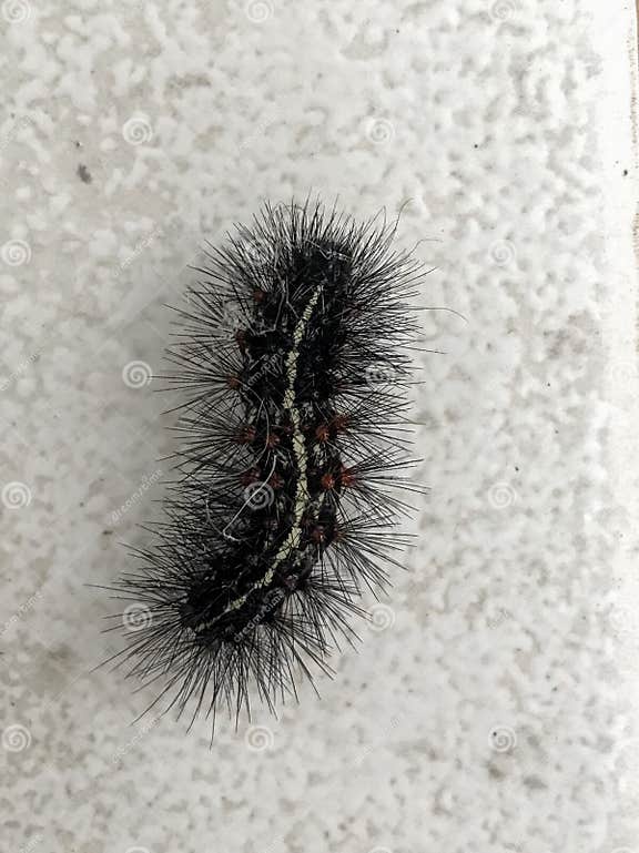 Fire Caterpillar on the Ground Stock Image - Image of caterpillar ...