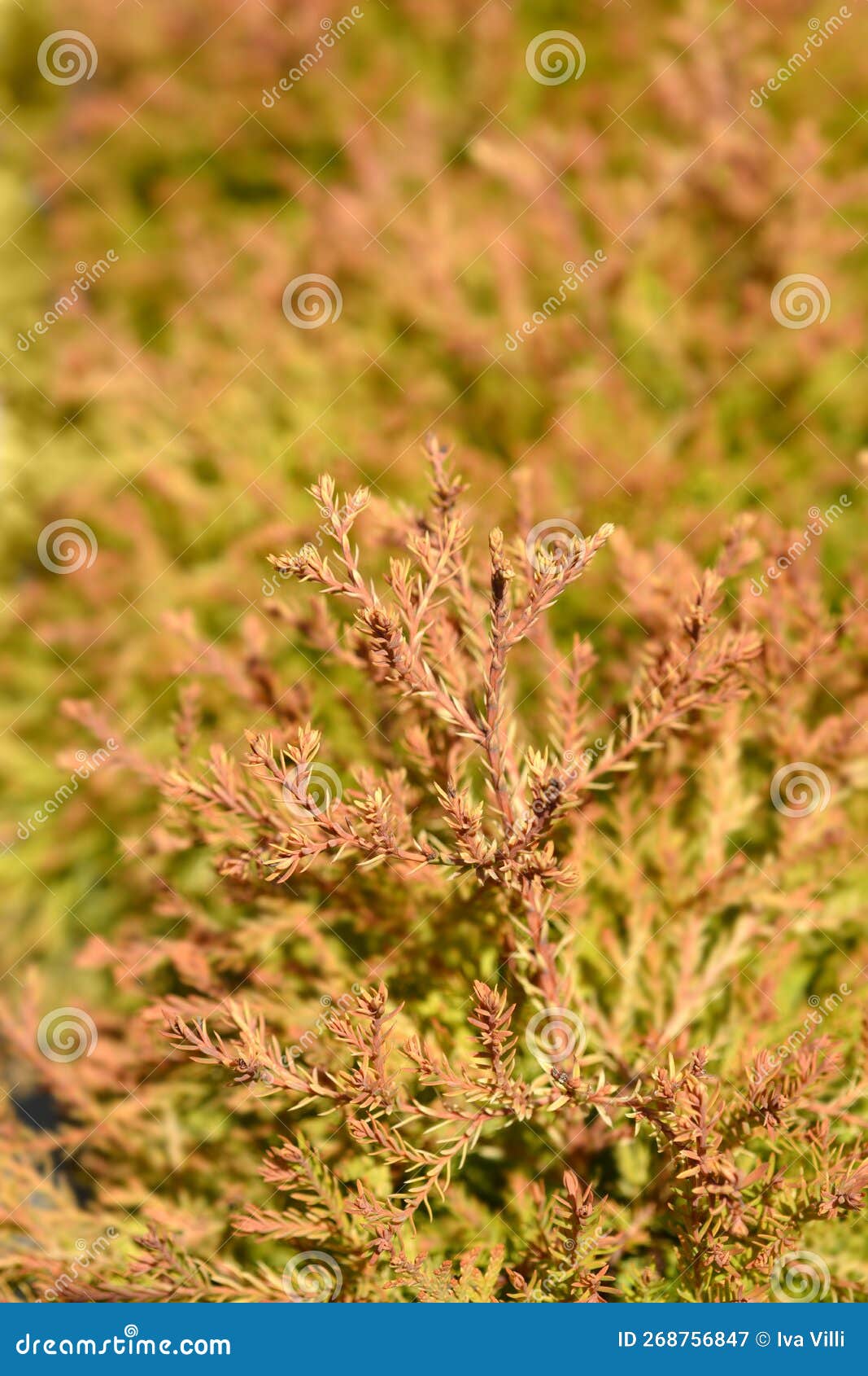 Fire Chief Arborvitae stock image. Image of plant, foliage - 268756847