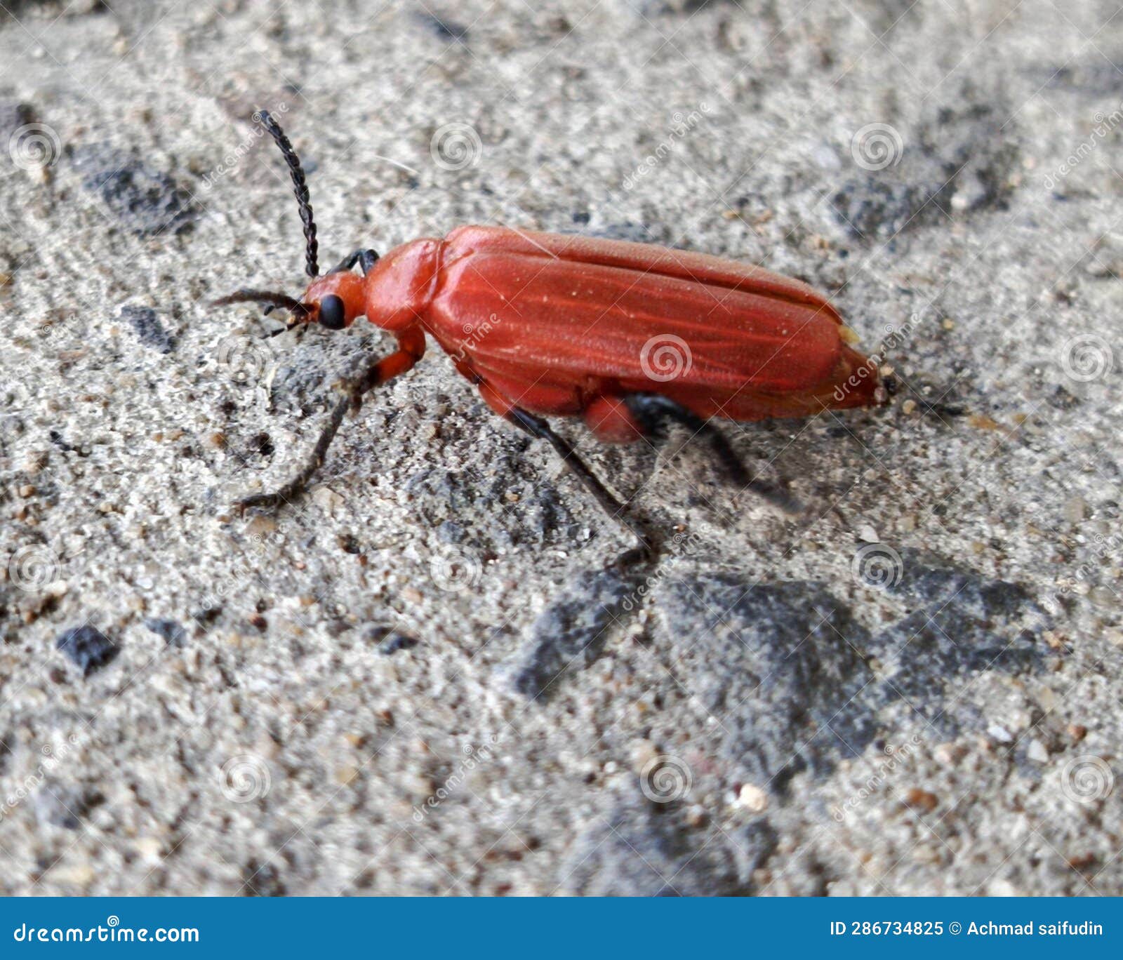 Fire-coloured Beetles is Crawling on the Ground Stock Image - Image of ...