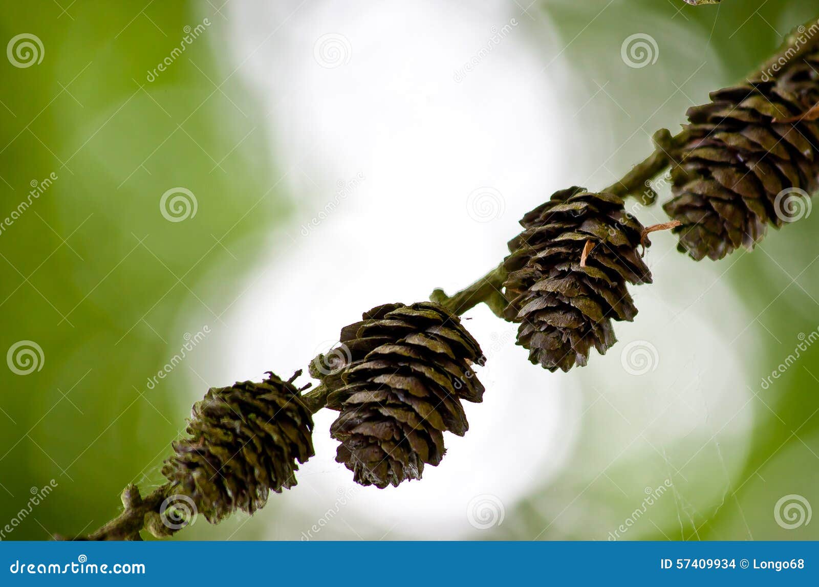 Fire cone stock photo. Image of protection, tree, ecosystem - 57409934
