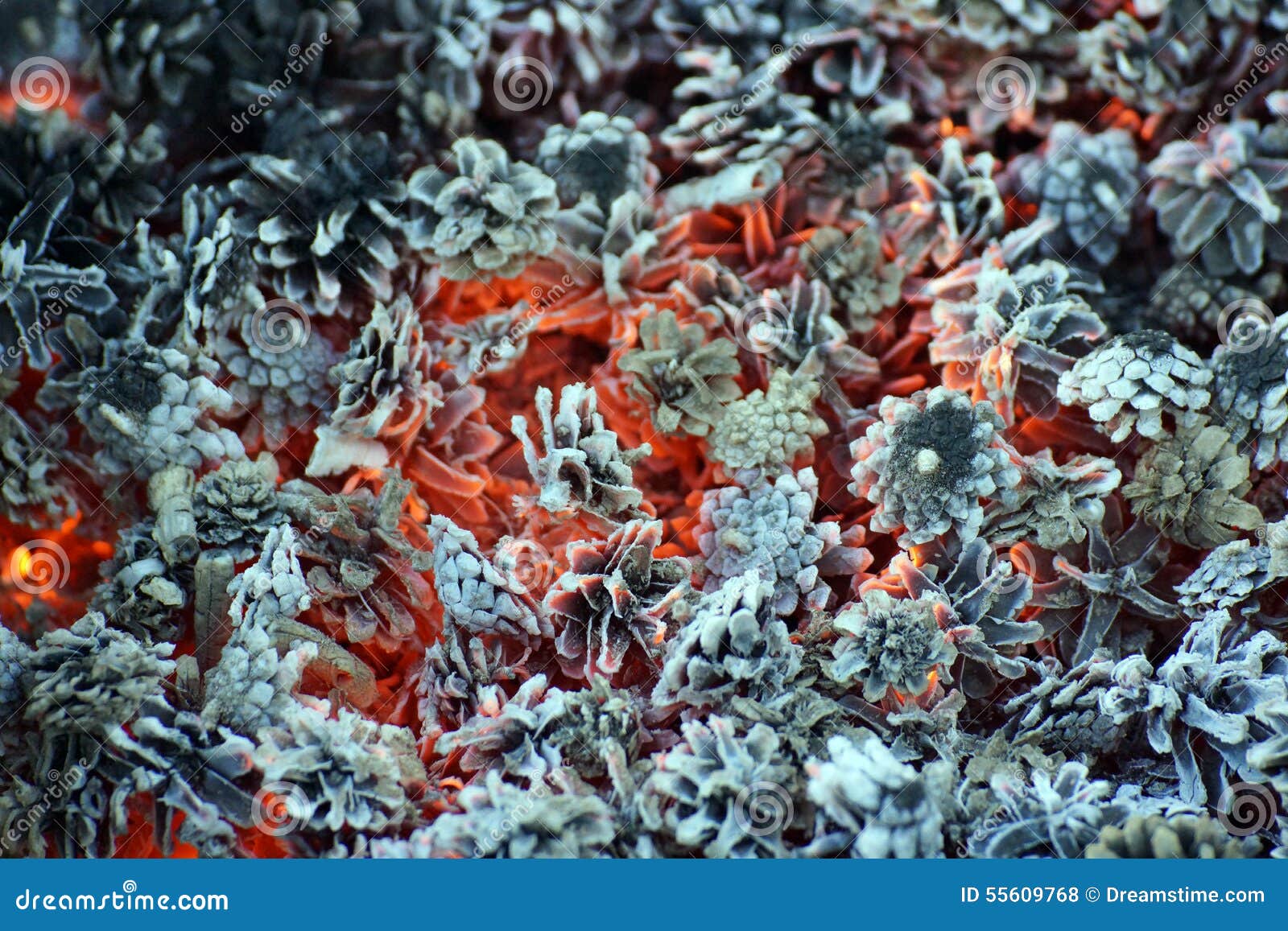 Fire and cones. stock photo. Image of pinecone, heat - 55609768