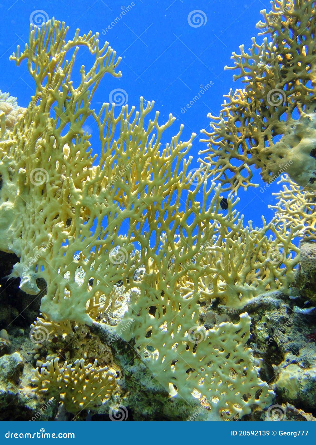 Fire coral 1 stock image. Image of blue, fire, egypt - 20592139