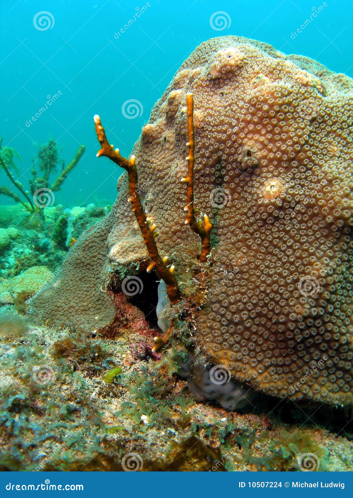Fire Coral stock photo. Image of oceanic, ocean, underwater - 10507224