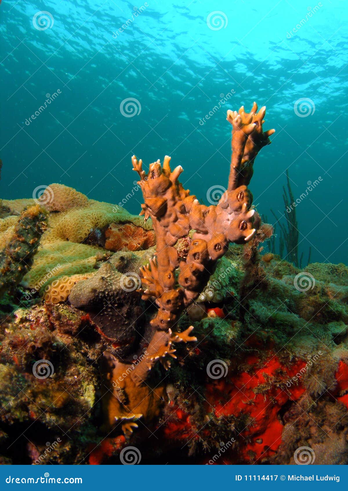 Fire Coral stock image. Image of ocean, waters, outdoors - 11114417