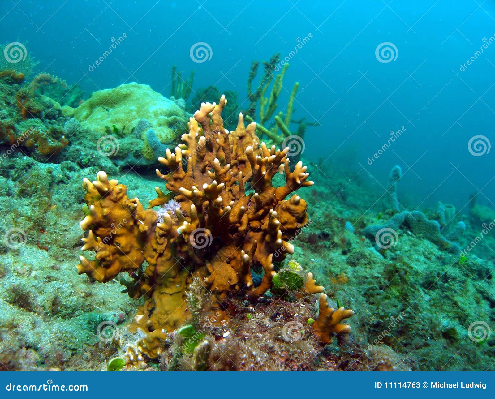Fire Coral stock image. Image of underwater, formation - 11114763