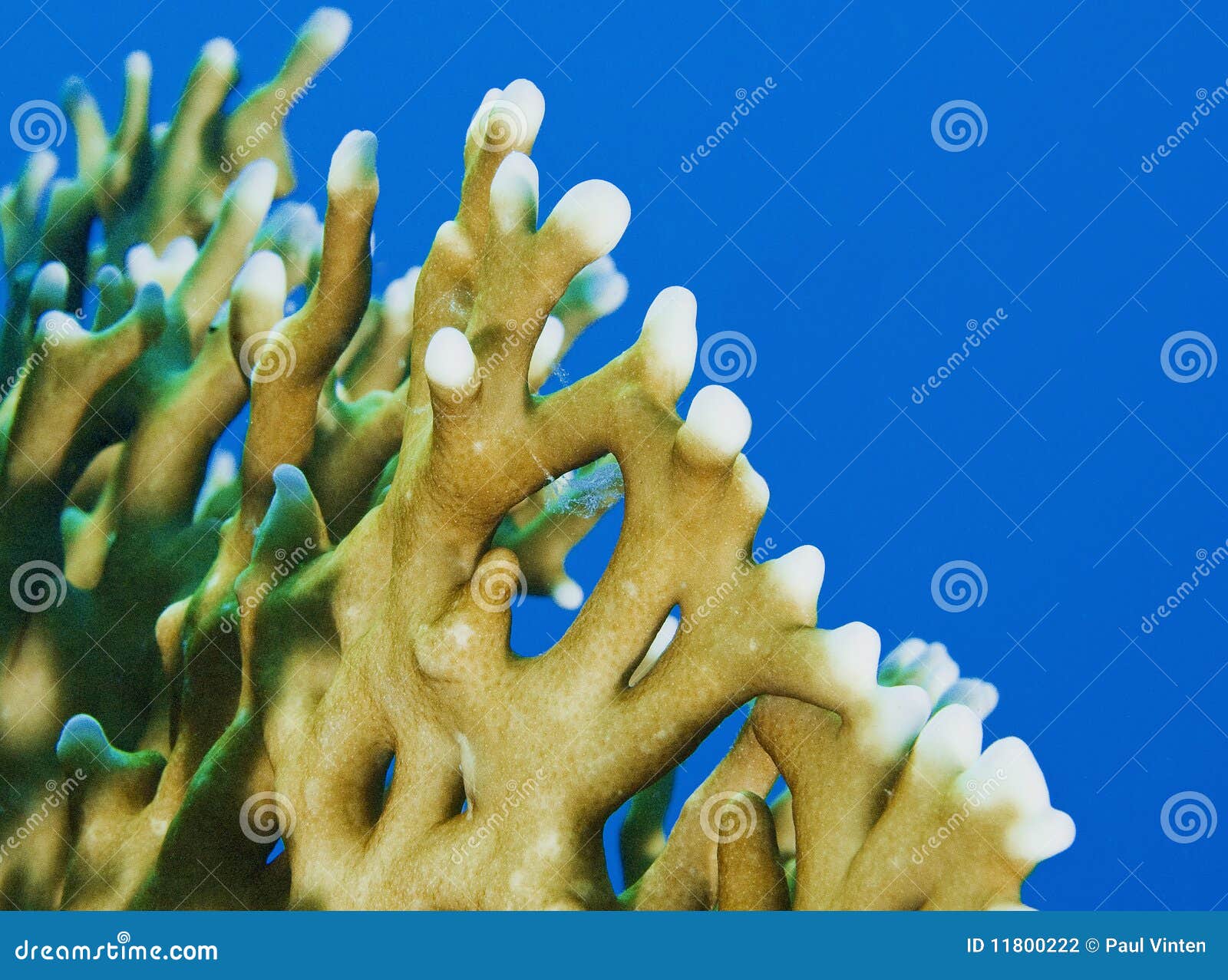 Fire coral stock photo. Image of colony, diving, background - 11800222
