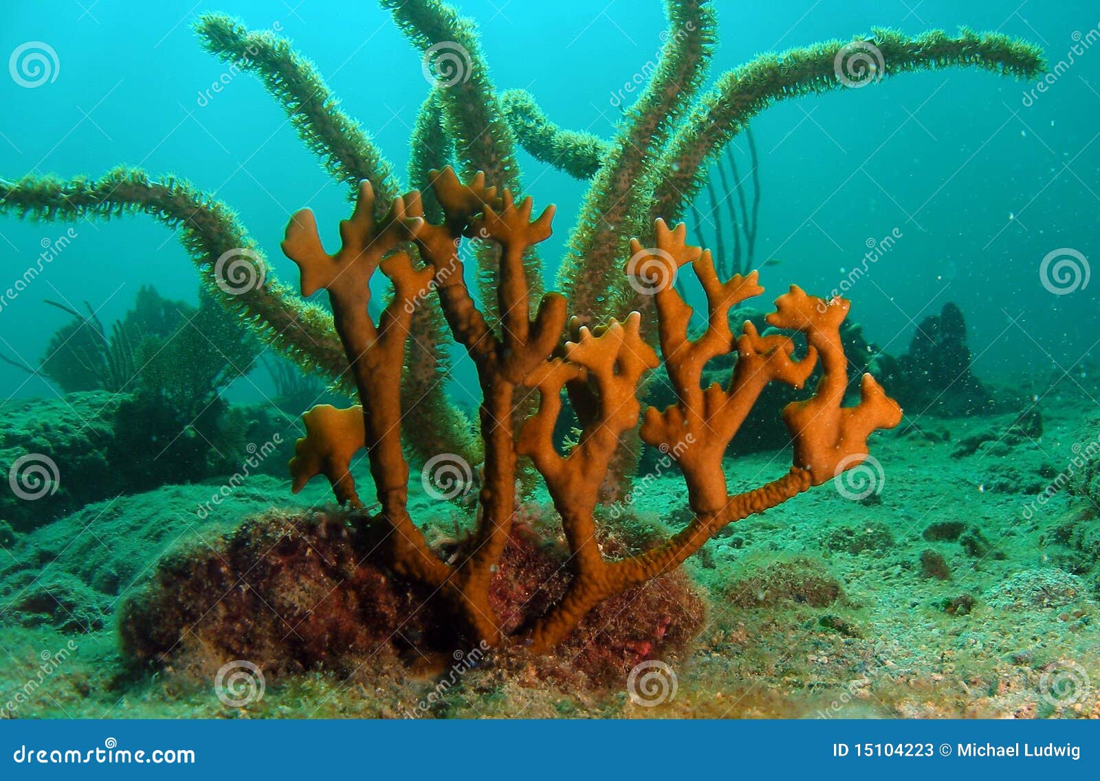 Fire Coral stock image. Image of orange, nature, light - 15104223