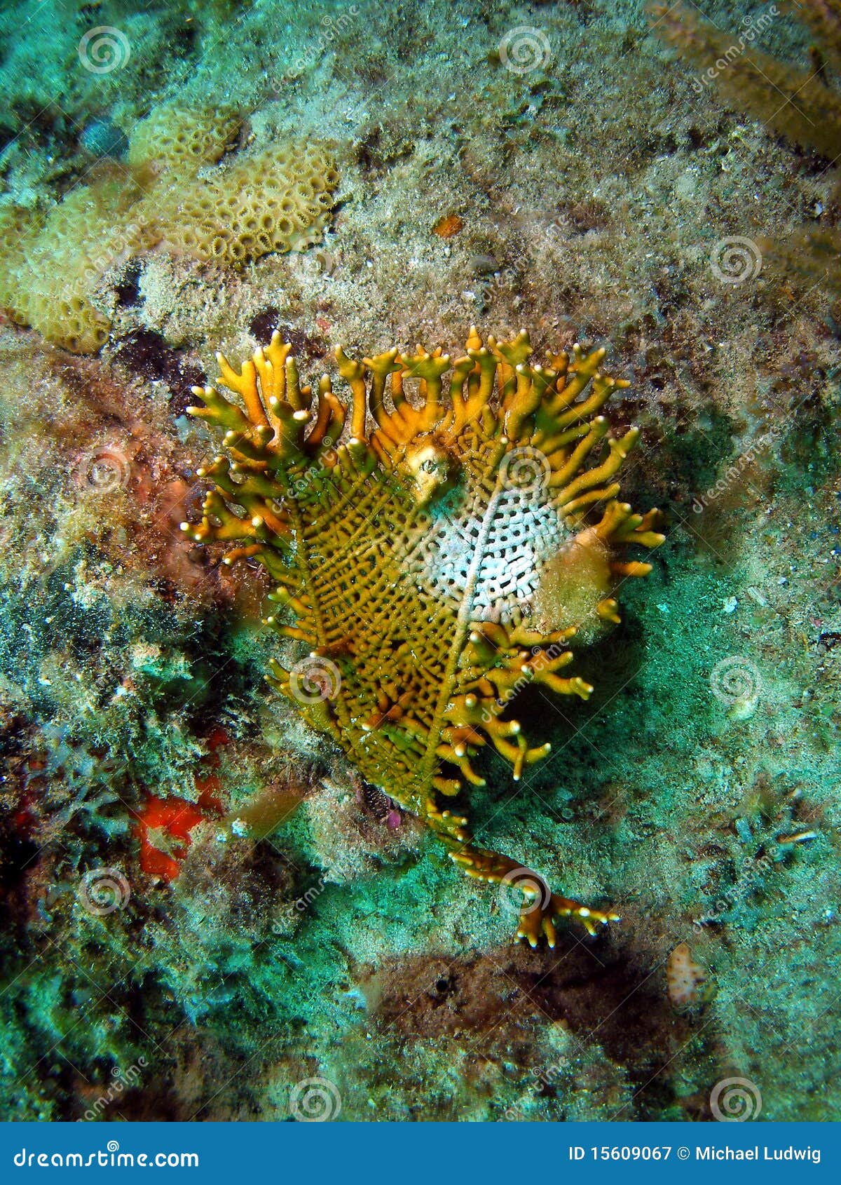 Fire Coral stock image. Image of aqua, beach, beautiful - 15609067