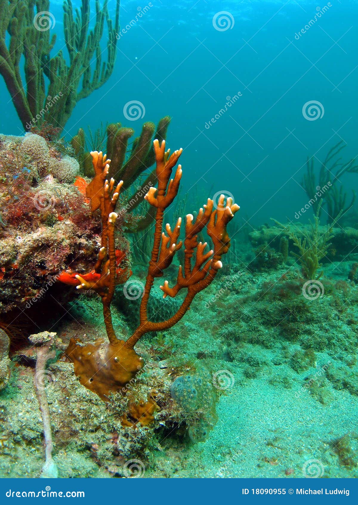 Fire Coral stock image. Image of ocean, swimming, colorful - 18090955