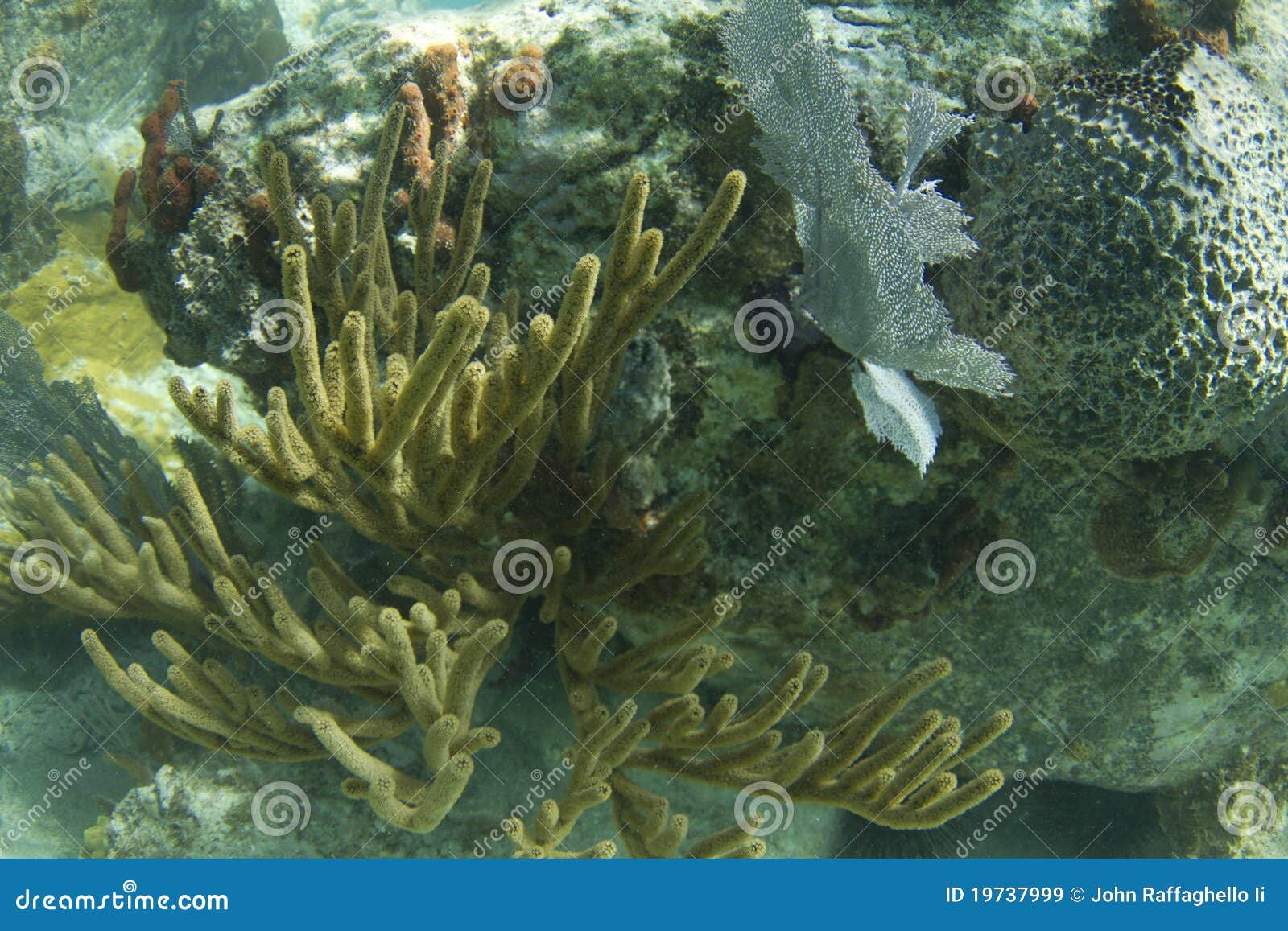 Fire coral stock image. Image of fire, reef, photograph - 19737999