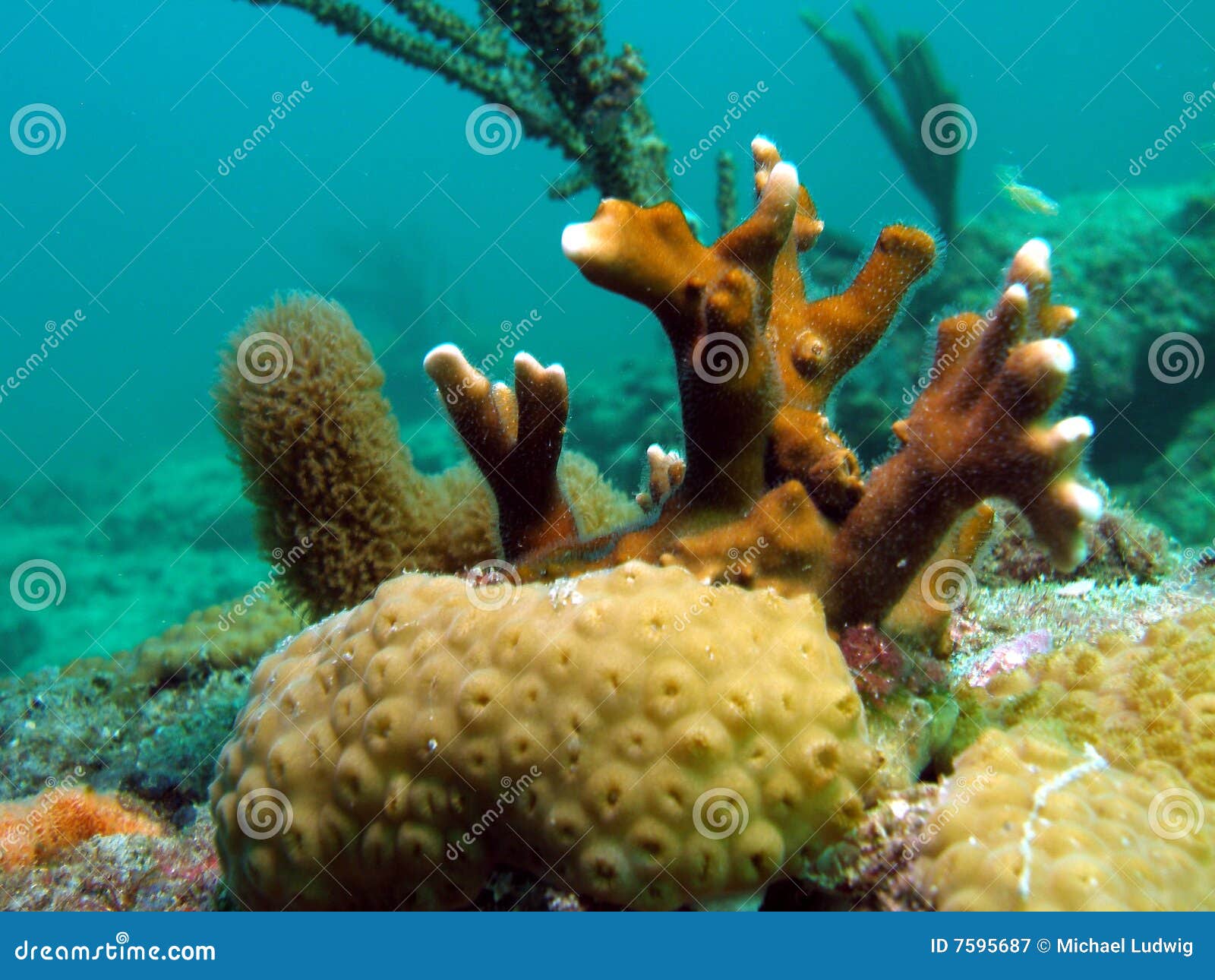 Fire Coral stock image. Image of underwater, yellow, reef - 7595687