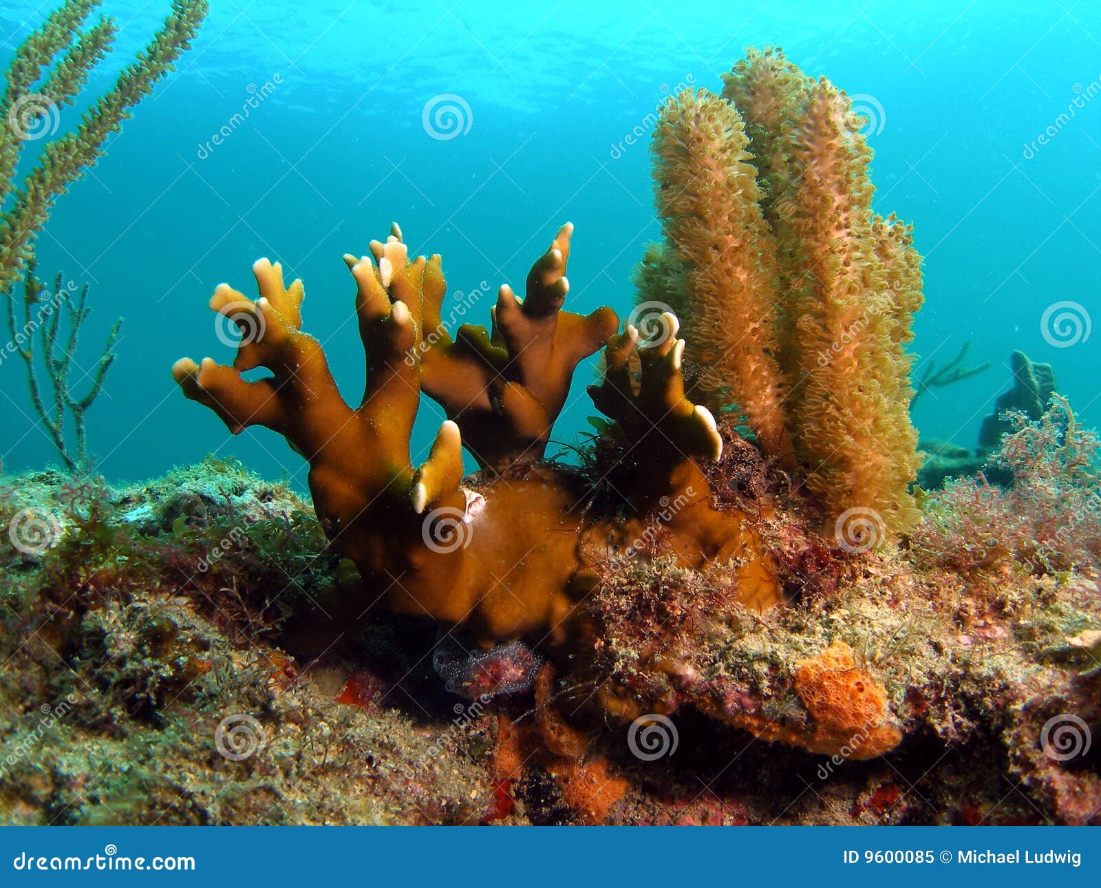 Fire Coral stock image. Image of florida, coral, ocean - 9600085