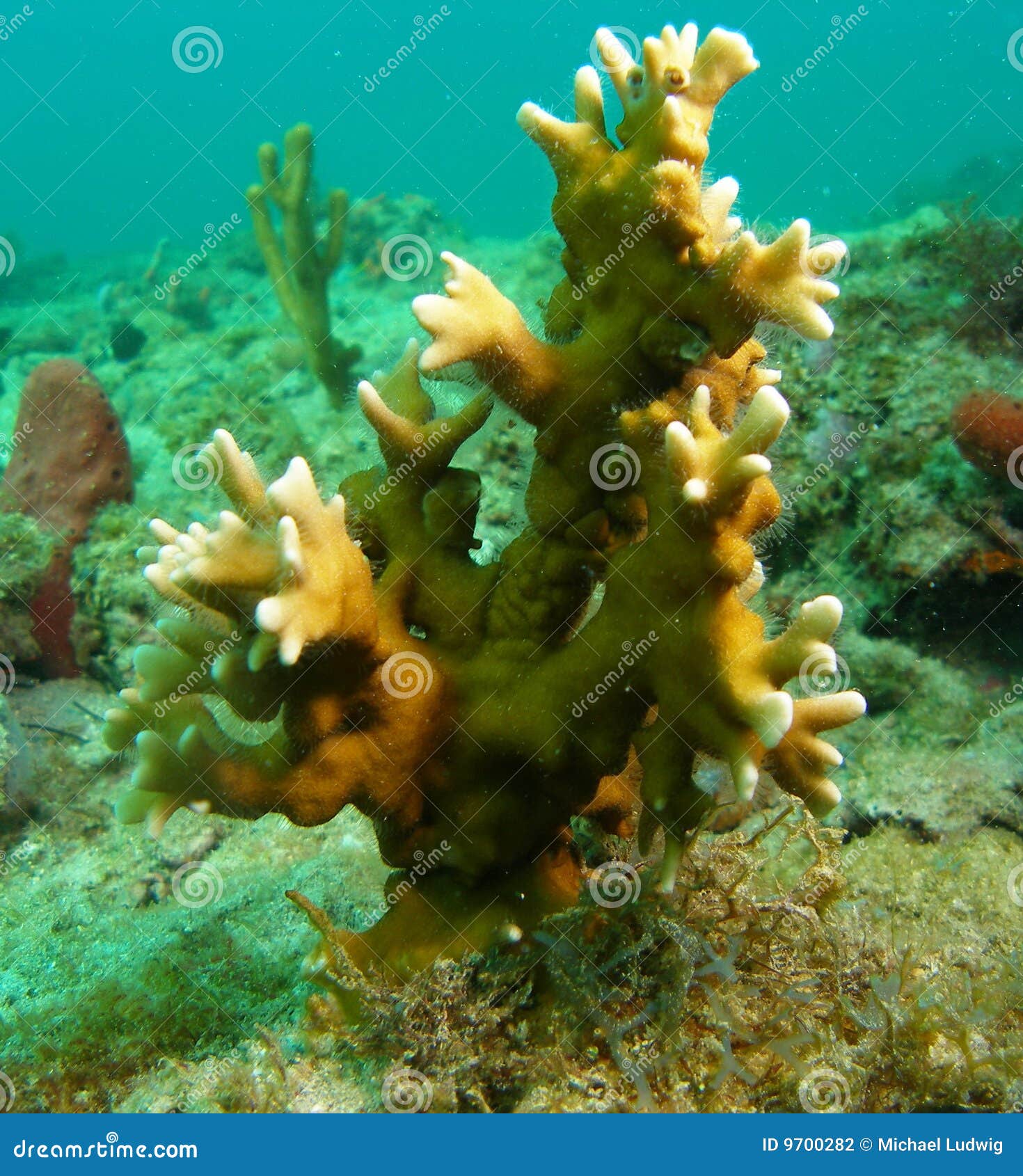 Fire Coral stock photo. Image of deep, blue, fire, marine - 9700282