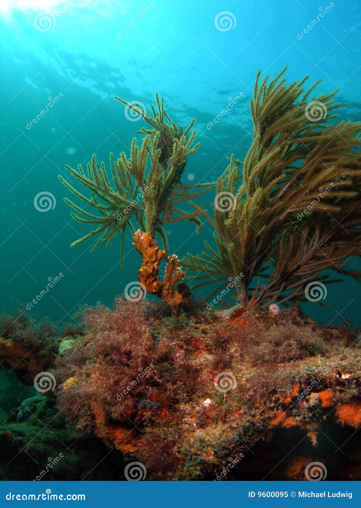 Fire Coral on a coral Reef stock image. Image of reef - 9600095