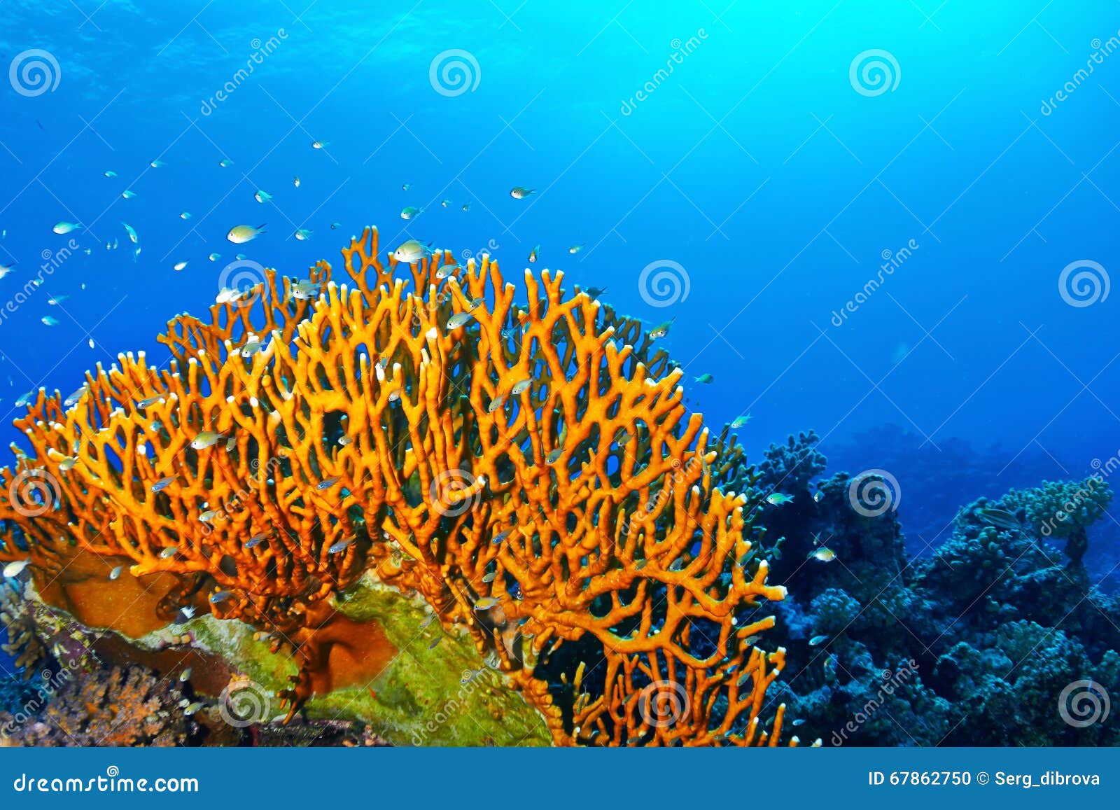 Red Fire Coral