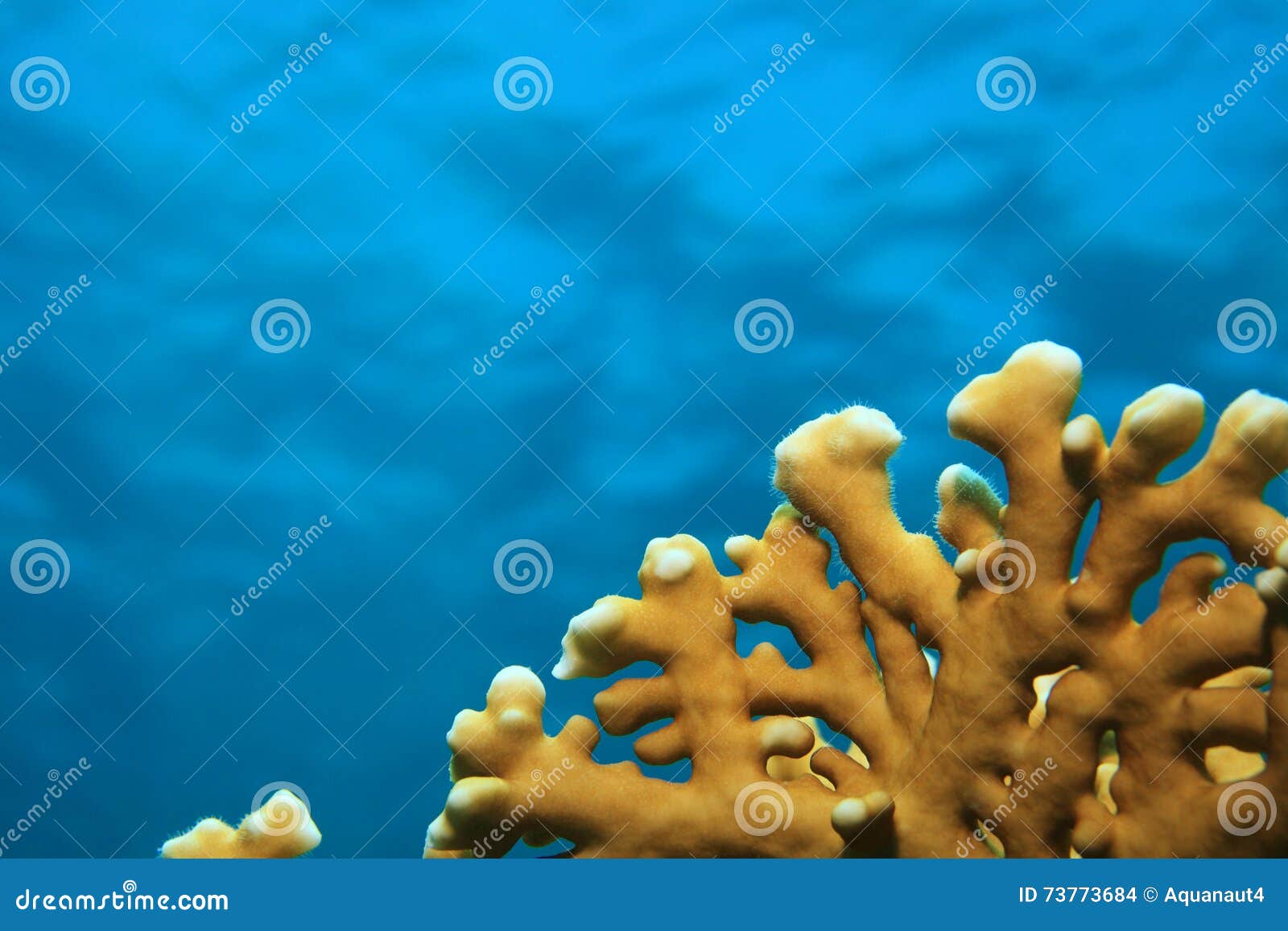 Fire coral stock photo. Image of firecoral, sharm, diversity - 73773684